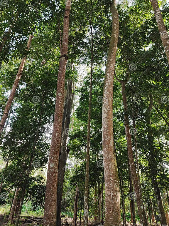Protected Forest Tree in Melawi West Kalimantan. Stock Photo - Image of ...