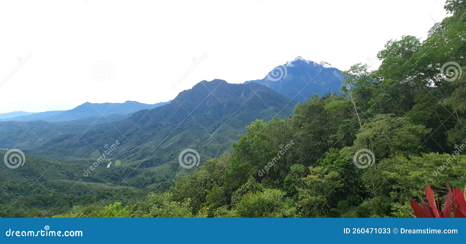 Protected Forest View from Far Stock Image - Image of vegetation ...
