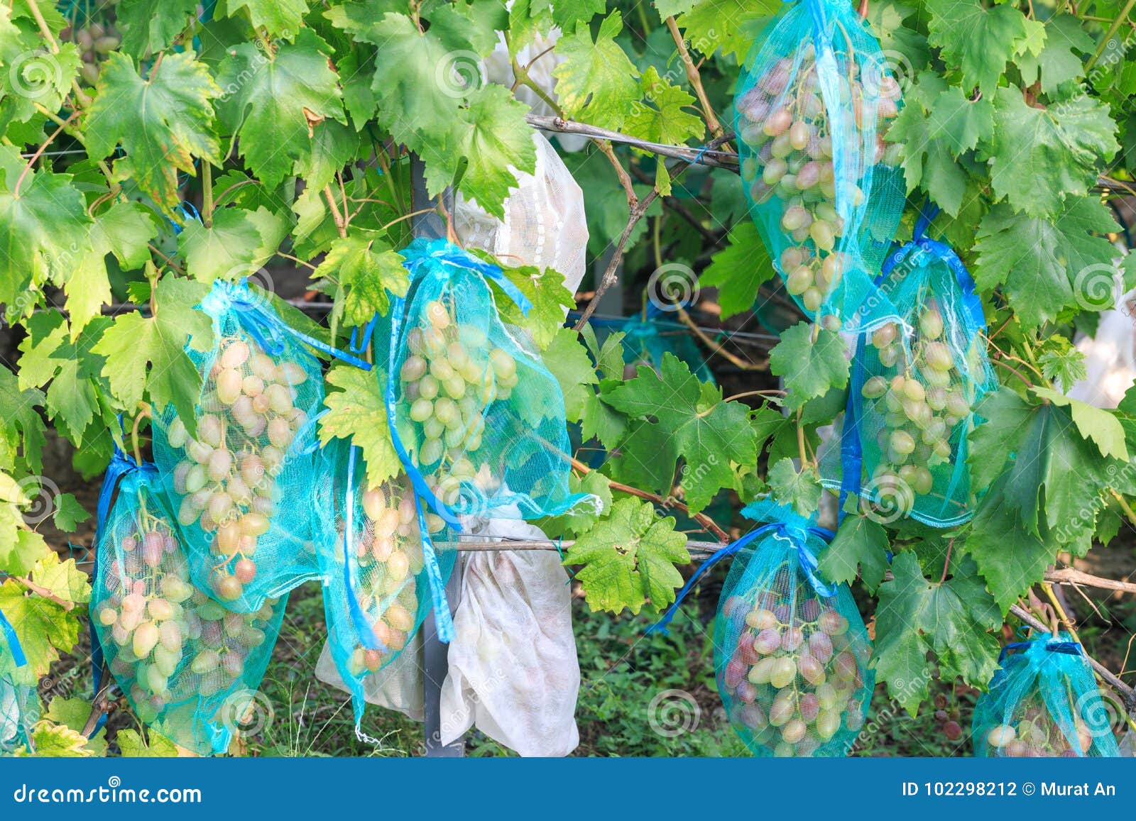 Protected Grapes with Covers Hanging on Branches Stock Photo - Image of ...
