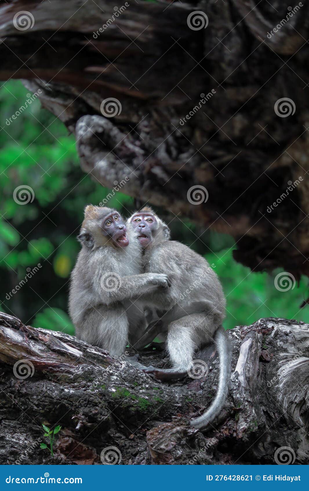 Protected Monkeys in the Protected Forest of the Pangandaran Coast West ...