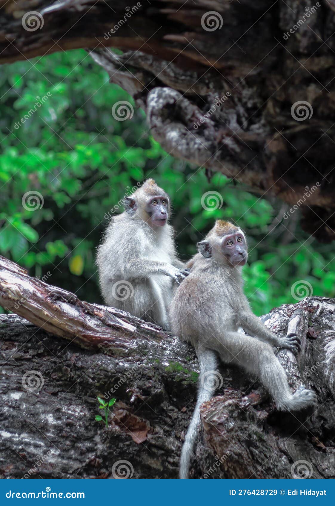 Protected Monkeys in the Protected Forest of the Pangandaran Coast West ...