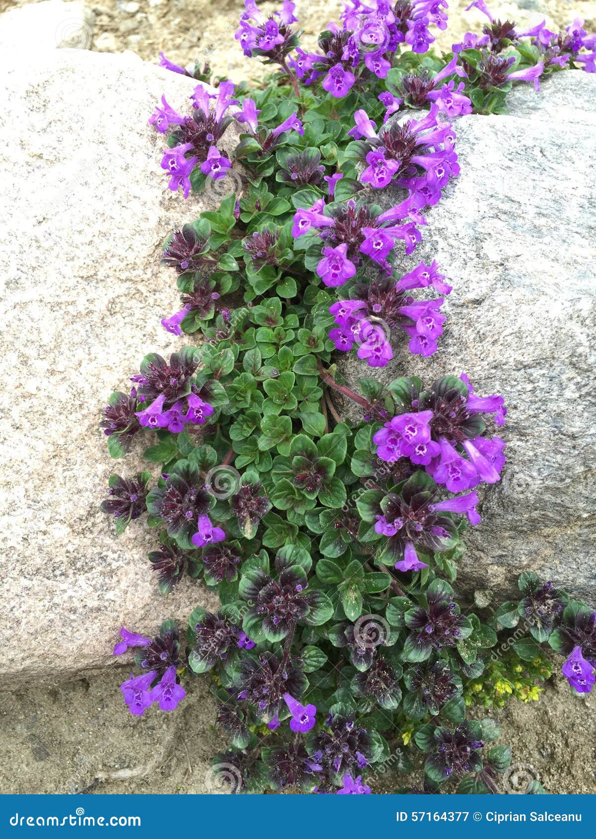 Protected mountain flowers stock image. Image of plant - 57164377