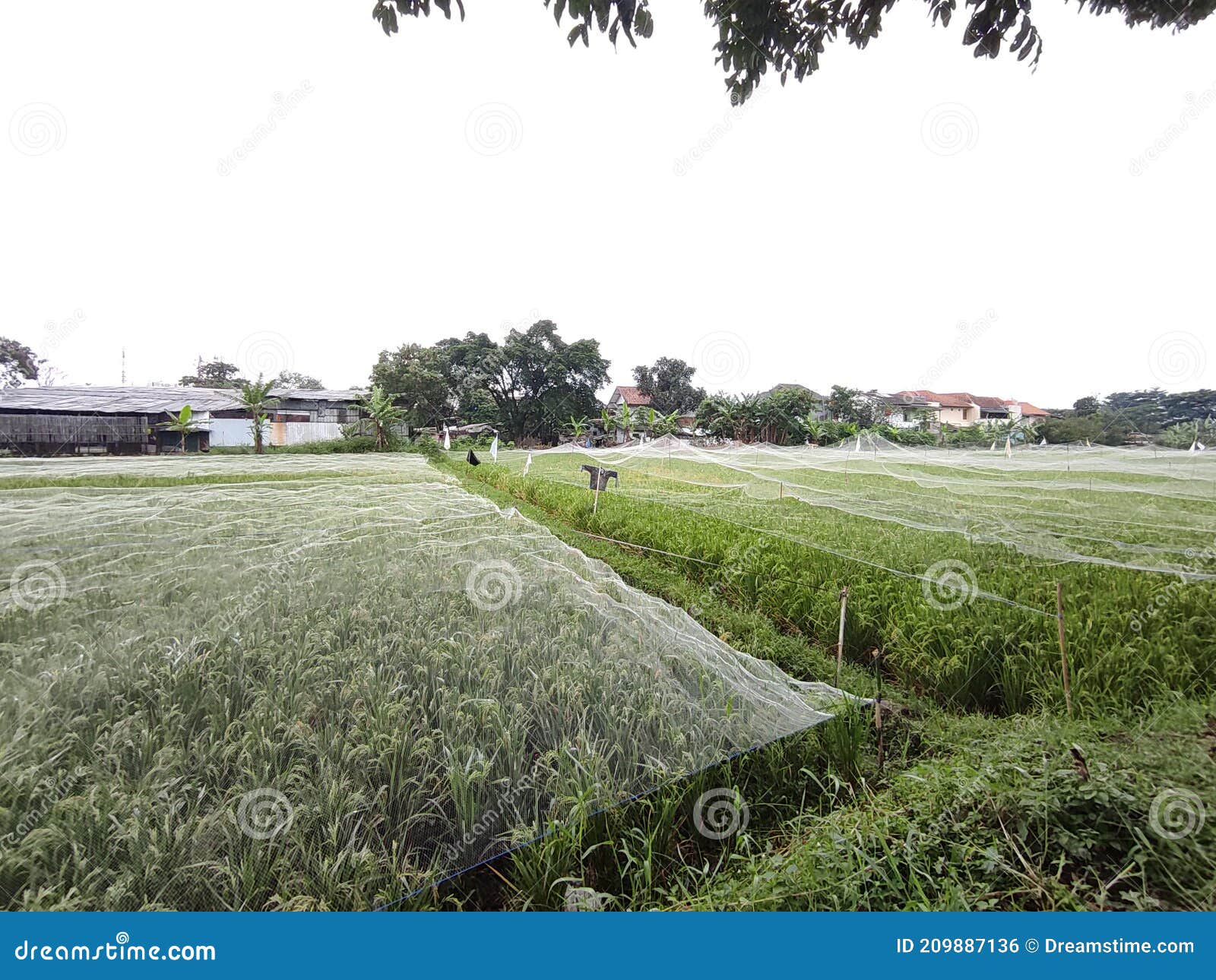 Protected Paddy Field from Pest Using Farming Net in Bandung, West Java ...