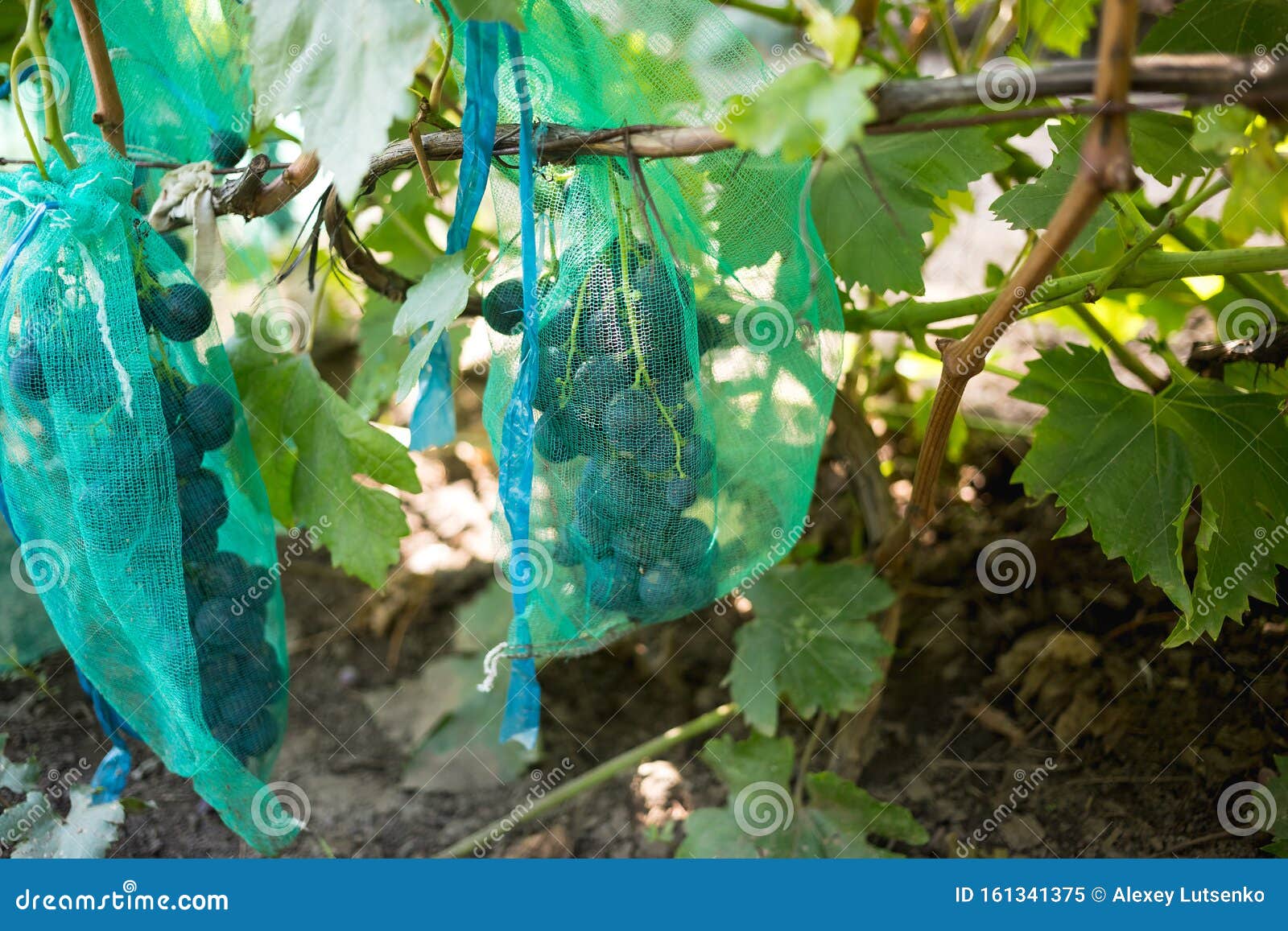Protected Ripe Grapes with Fine Mesh Bags Hanging on Branches Stock ...