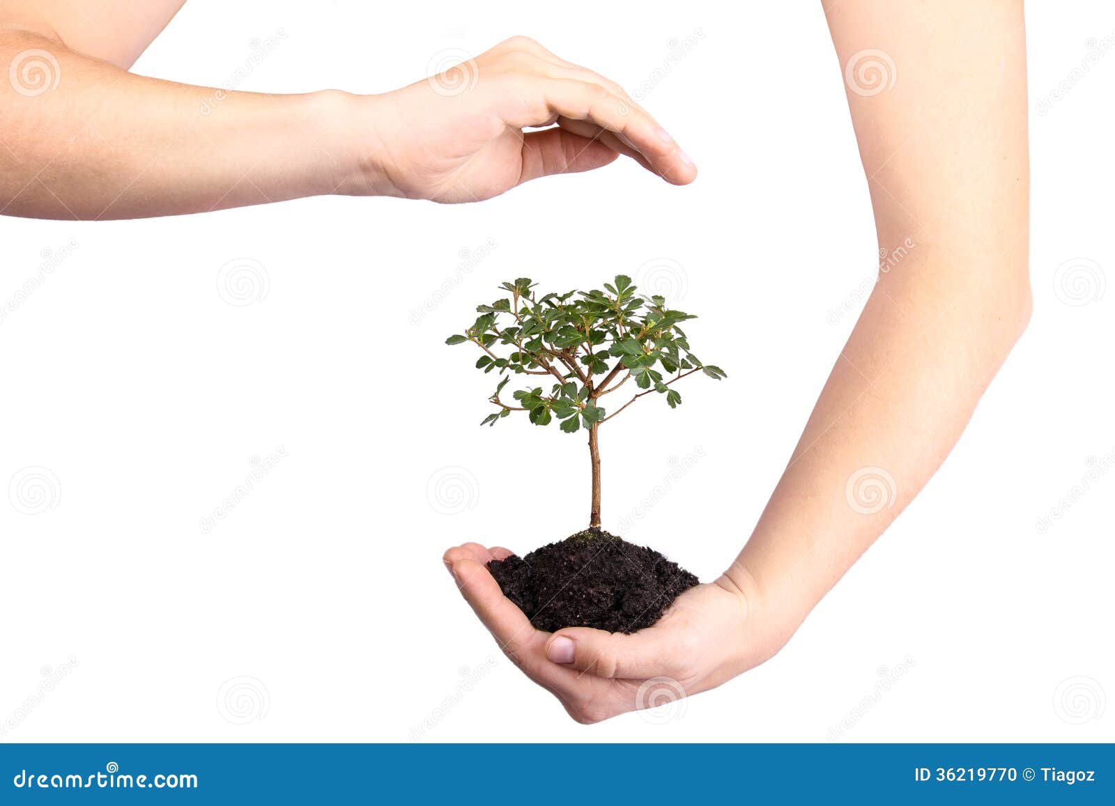 Protected Tree stock photo. Image of ecofriendly, flower - 36219770