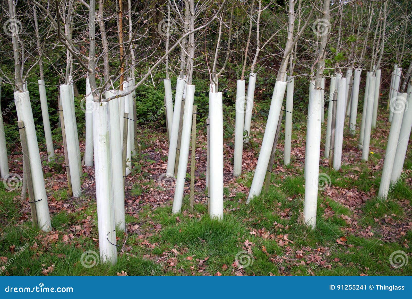 Protected Trees stock image. Image of environment, planting - 91255241