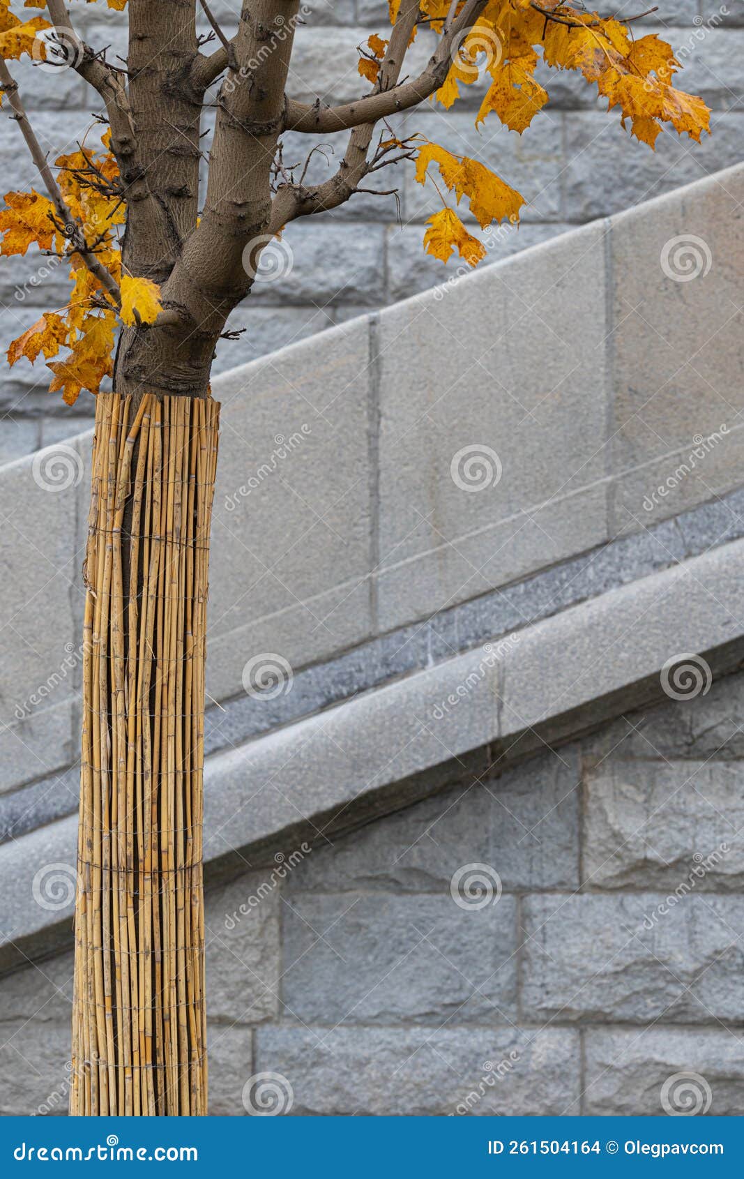 Protected Trunk of a Tree Standing on the Street Stock Photo - Image of ...