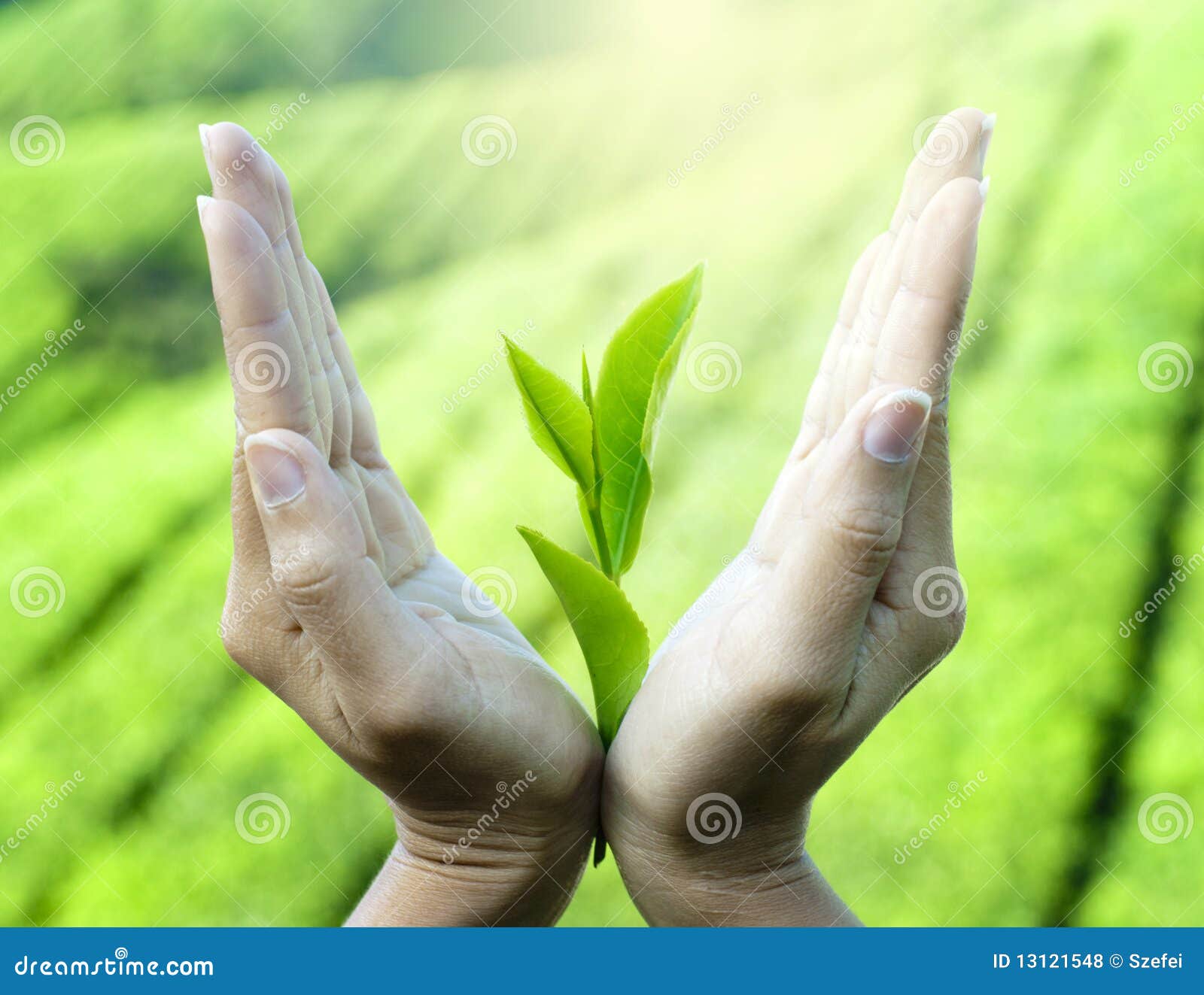 Protecting Hand stock photo. Image of carrying, fragility - 13121548