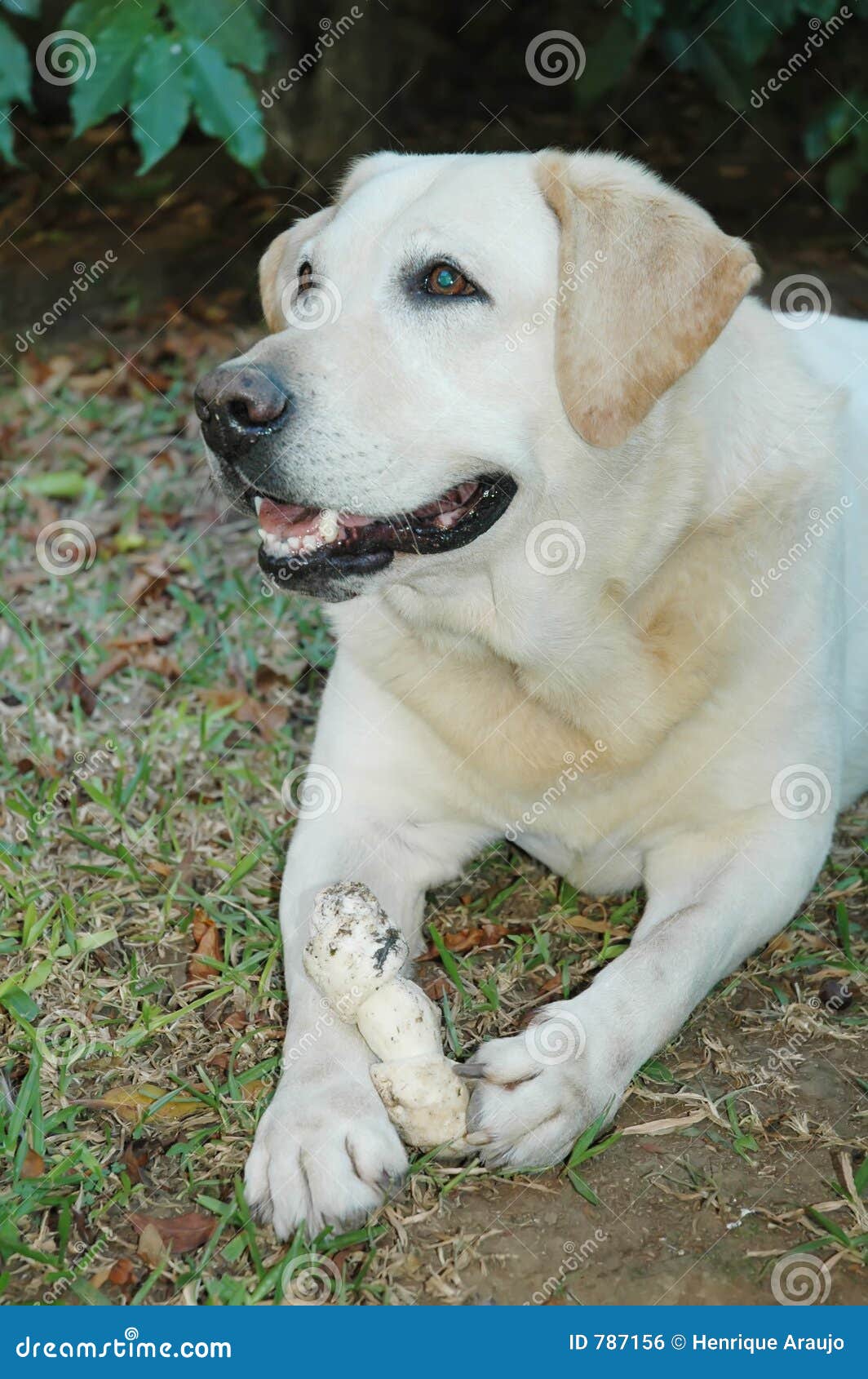 Protecting His Bone. Picture Image: 787156