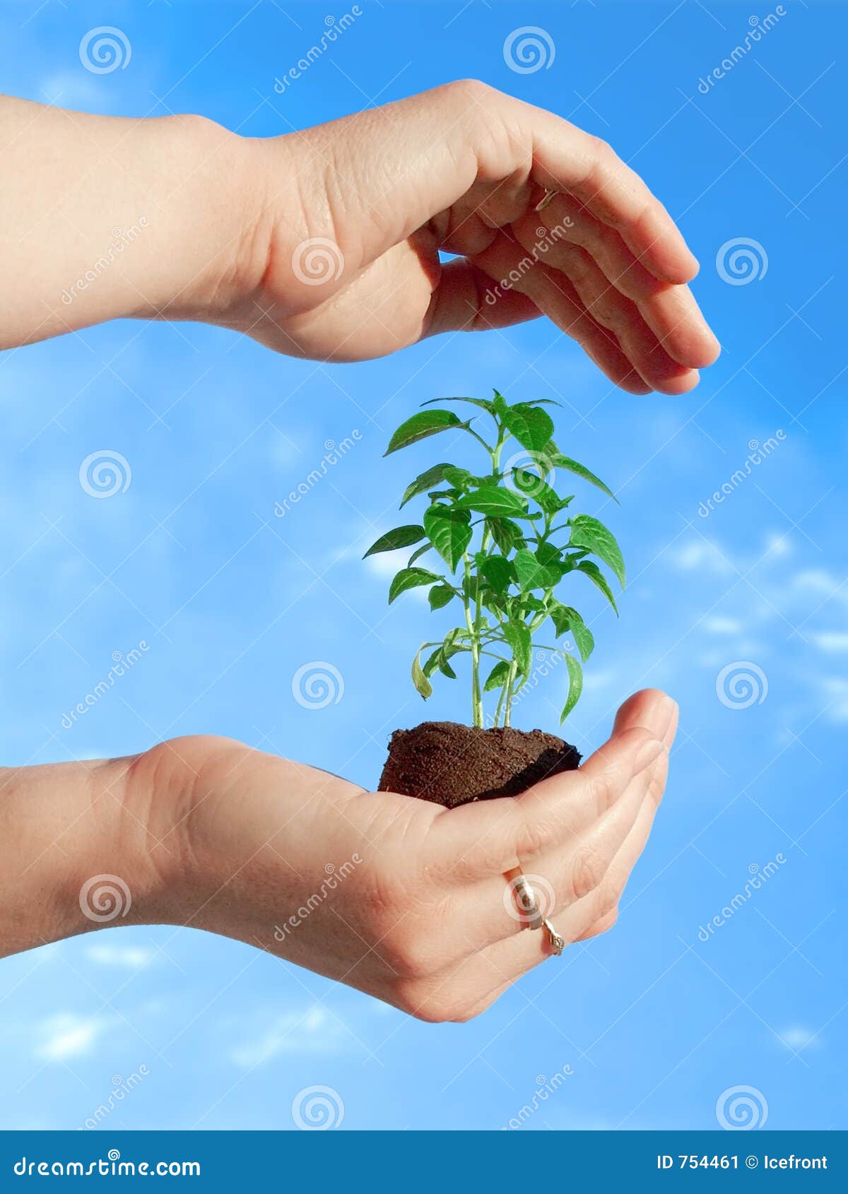 Protecting a plant stock image. Image of hand, botany, giving - 754461