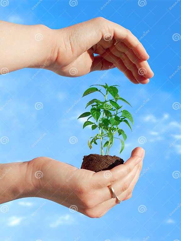 Protecting a plant stock image. Image of hand, botany, giving - 754461