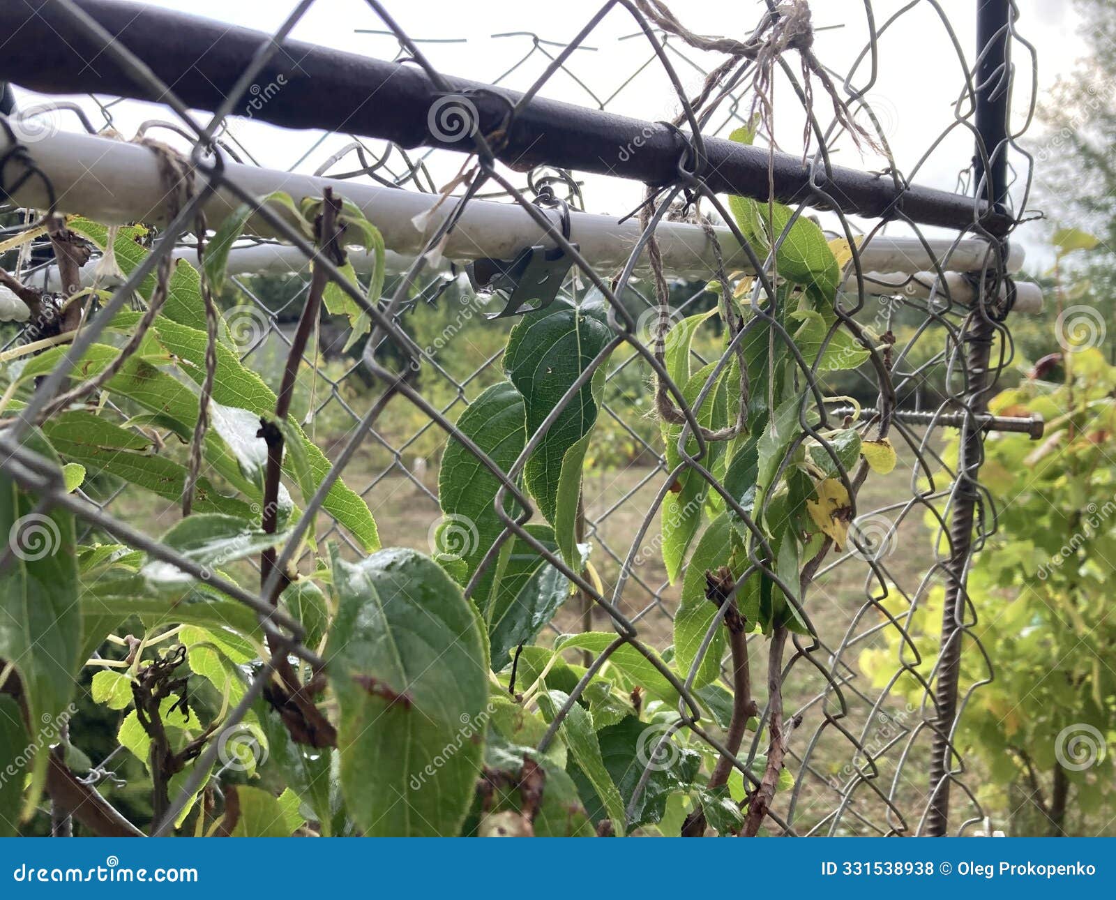 Using Netting to Protect Your Plants from Cats - A Complete Guide