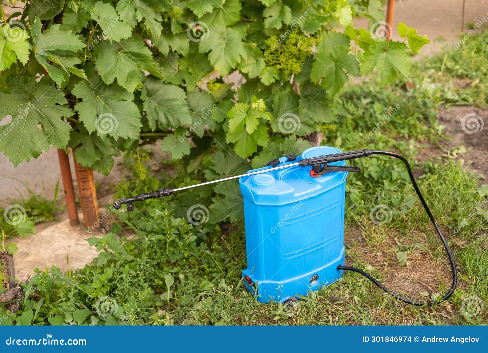 Protecting Plant from Vermin with Pressure Sprayer Stock Photo - Image ...