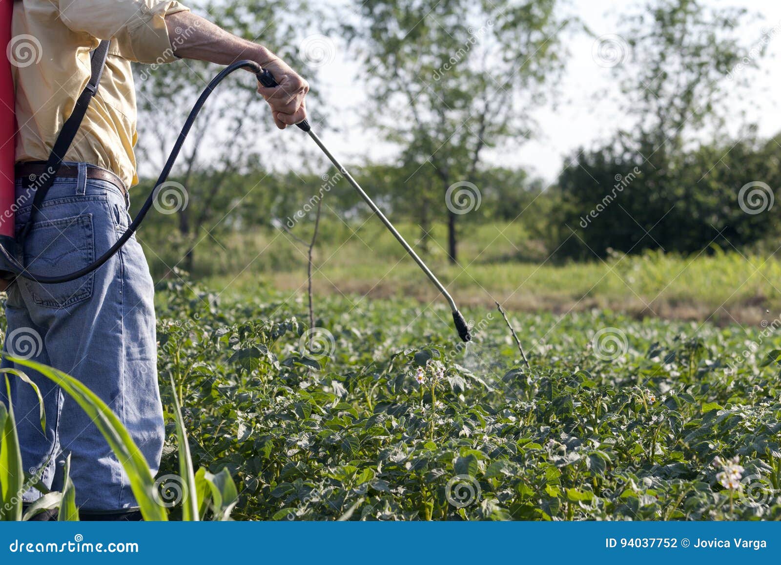 Protecting Potatoes Spray Hand Spray Stock Photo - Image of object ...