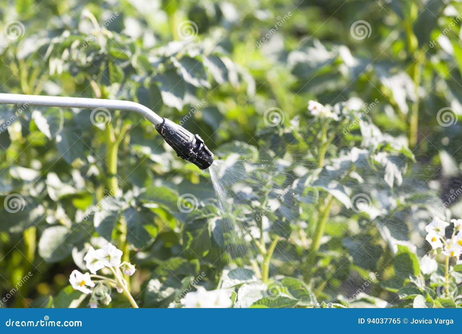 Protecting Potatoes Spray Hand Spray Stock Image - Image of agriculture ...