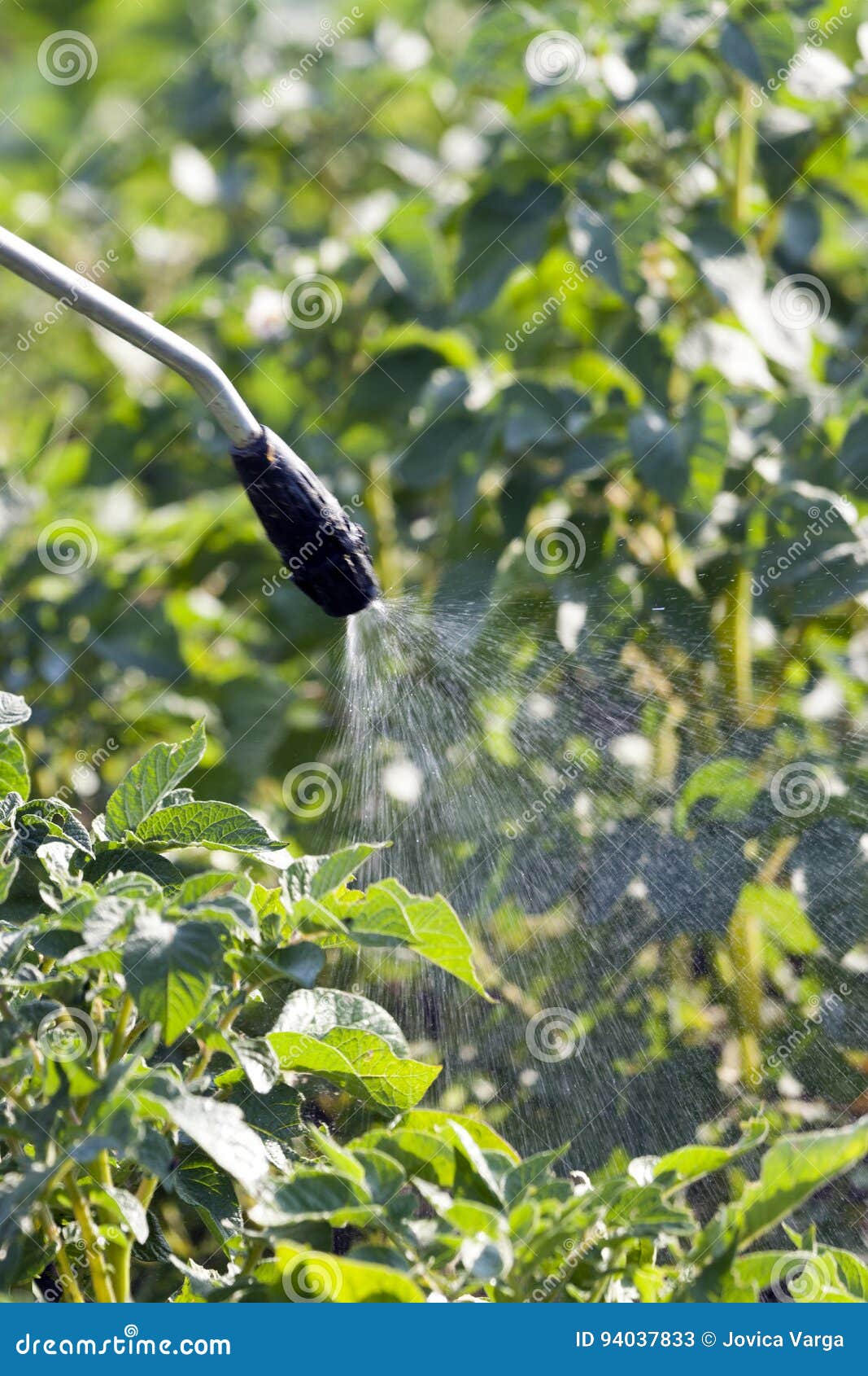 Protecting Potatoes Spray Hand Spray Stock Image - Image of chemical ...