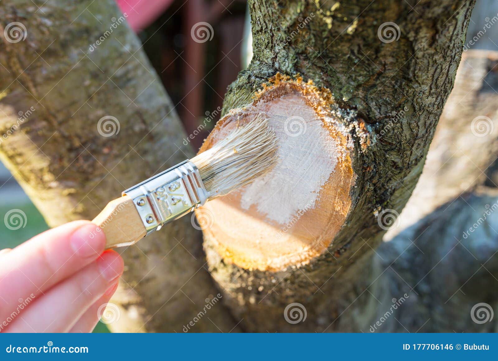 Protecting the Pruned Branch of the Fruit Tree - with Garden Paste ...