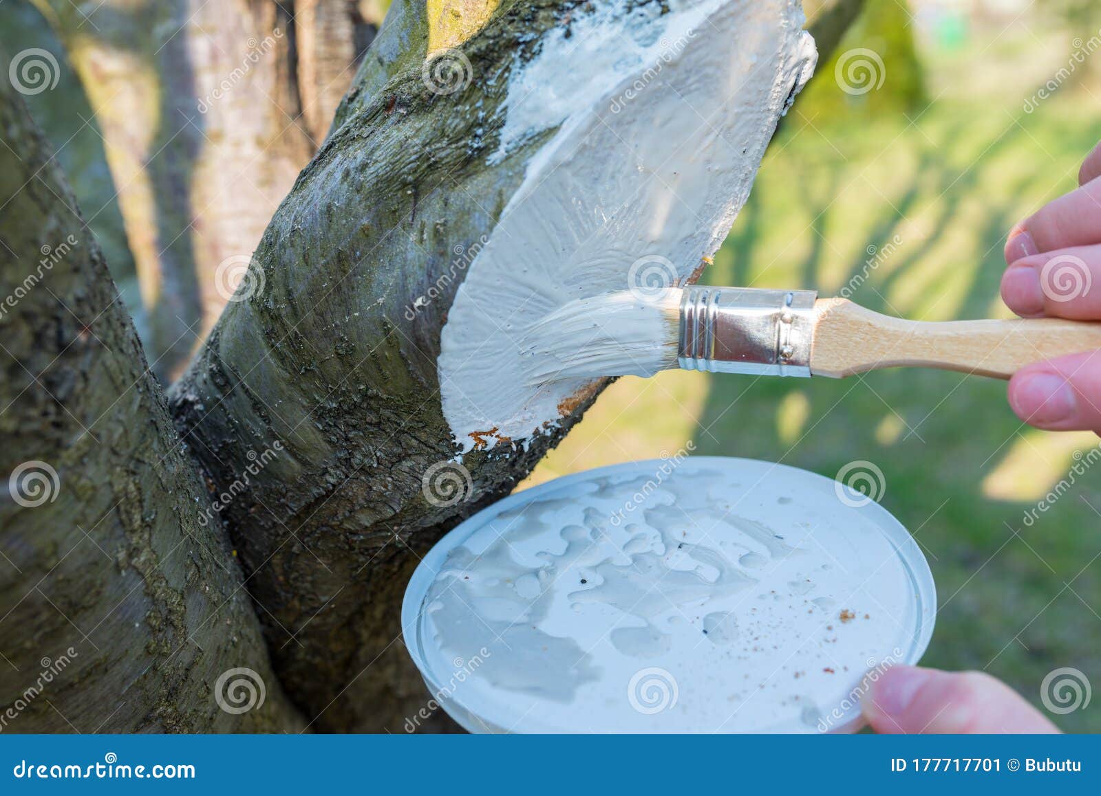 Protecting the Pruned Branch of the Fruit Tree - with Garden Paste ...