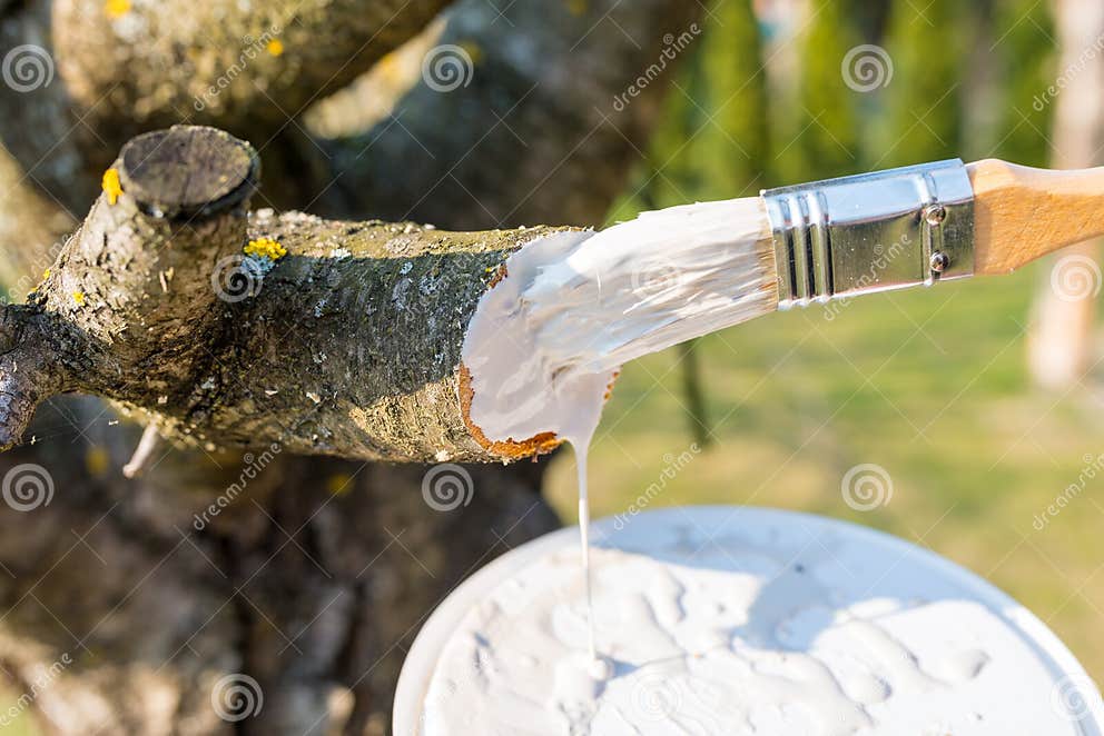 Protecting the Pruned Branch of the Fruit Tree - with Garden Paste ...