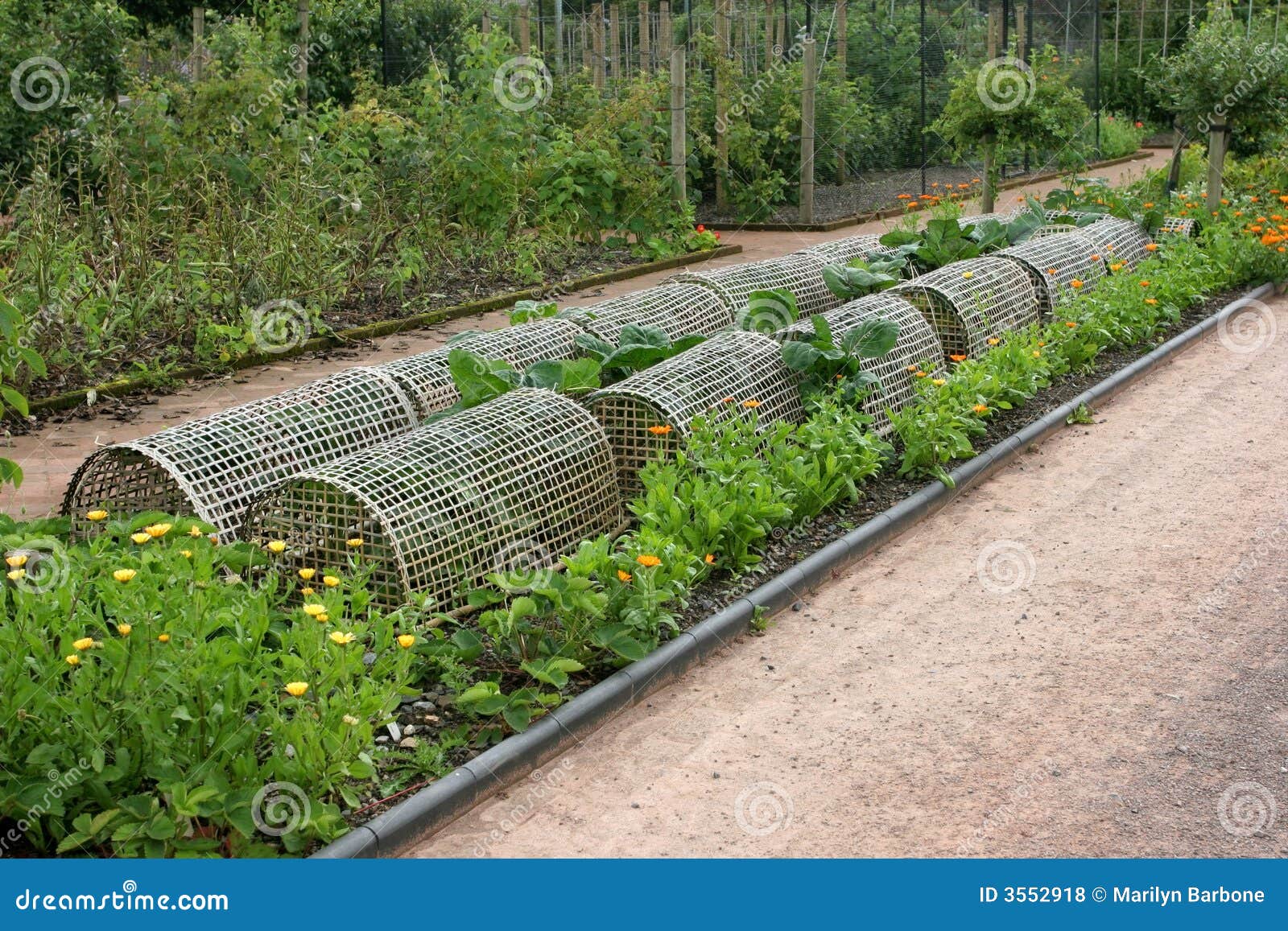 Protecting the Vegetables stock photo. Image of wooden - 3552918