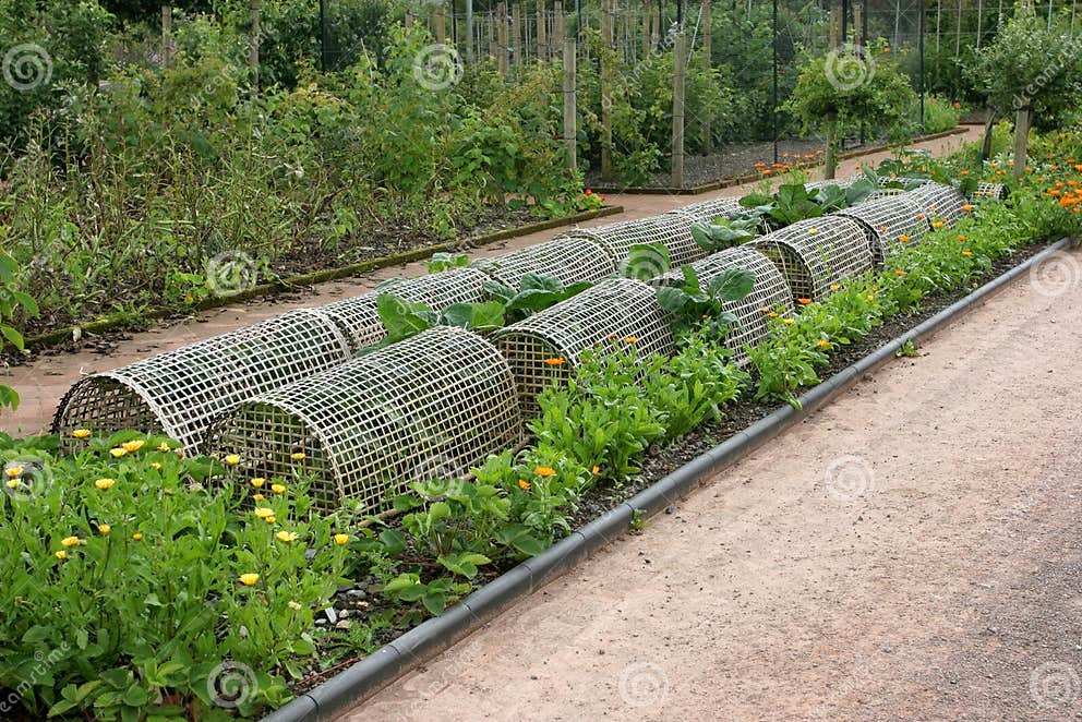 Protecting the Vegetables stock photo. Image of wooden - 3552918