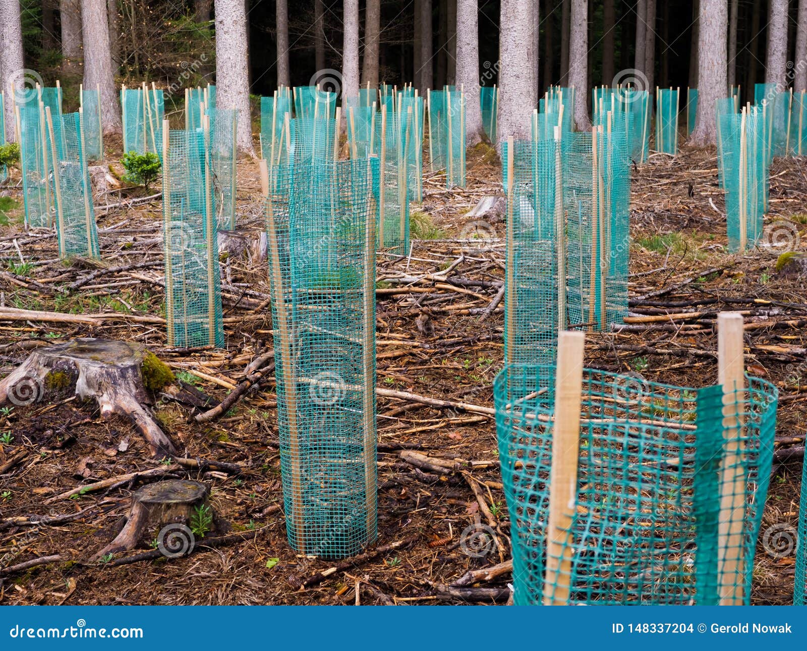Protecting Young Trees with a Grid Stock Photo - Image of nature, area ...