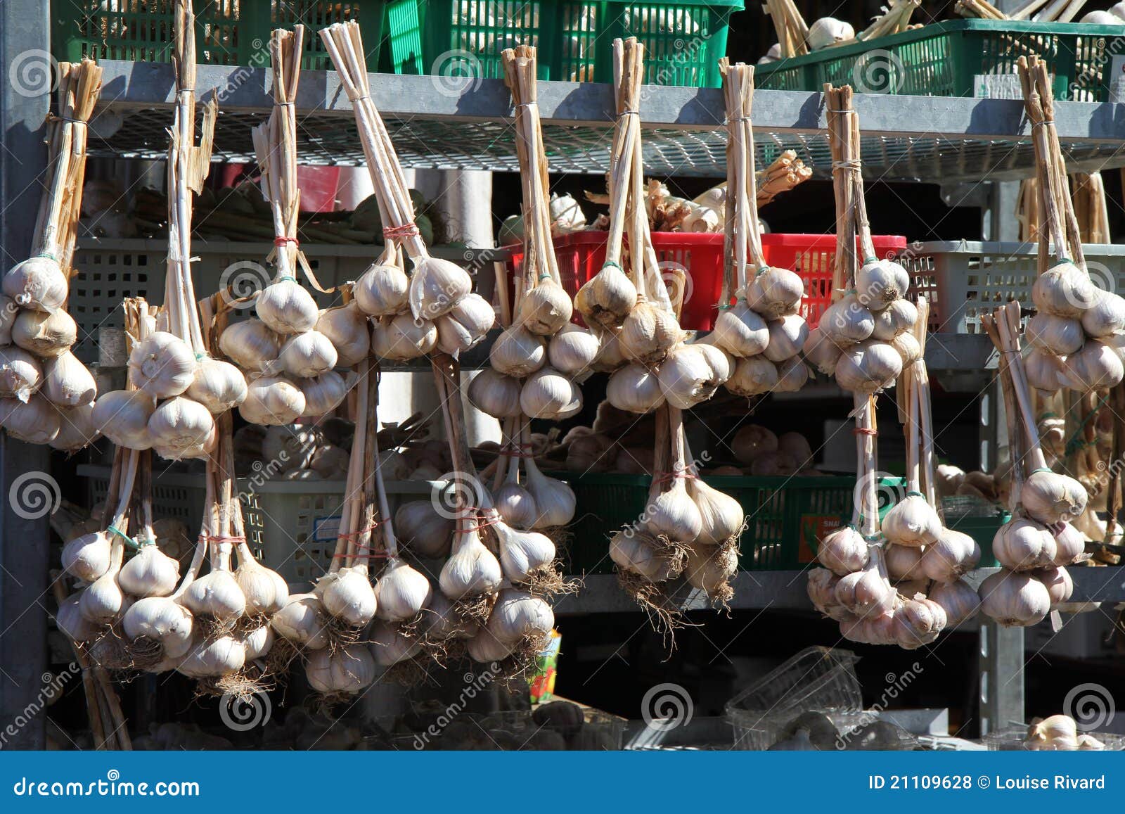 Protection Against Vampires! Stock Photo - Image of garlic, agriculture ...