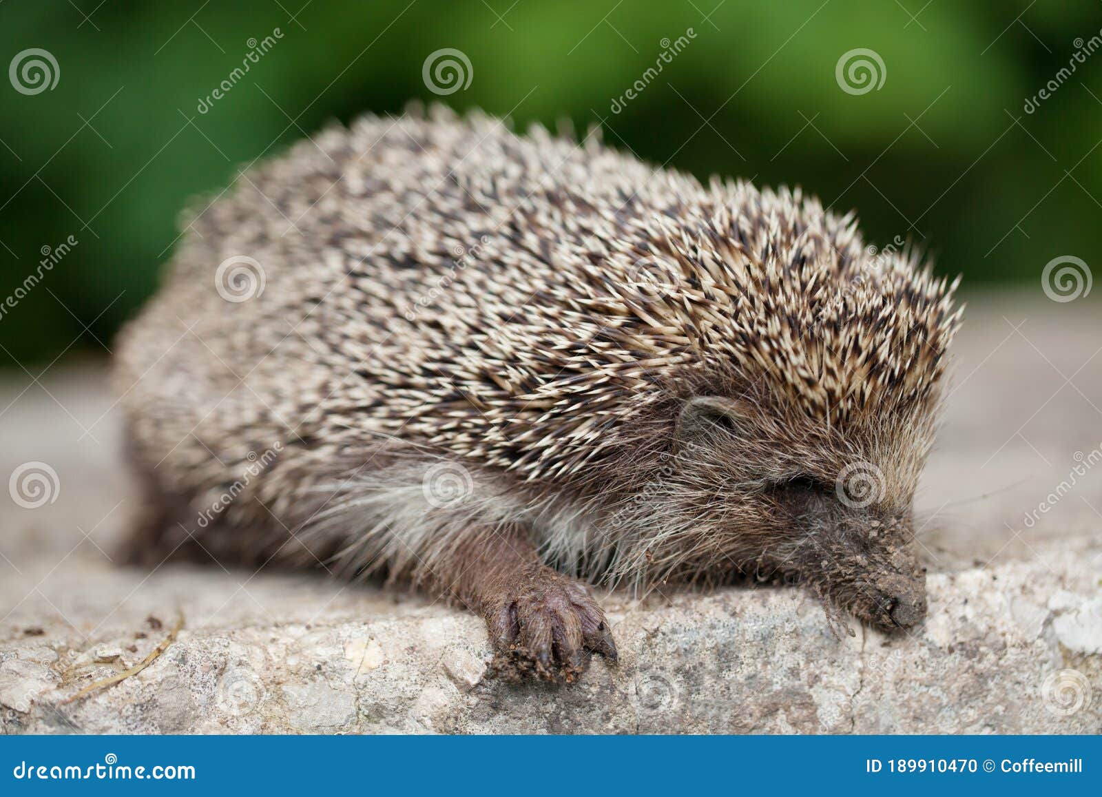 Protection of Animals, a Sick Hedgehog is Lying Stock Photo - Image of ...