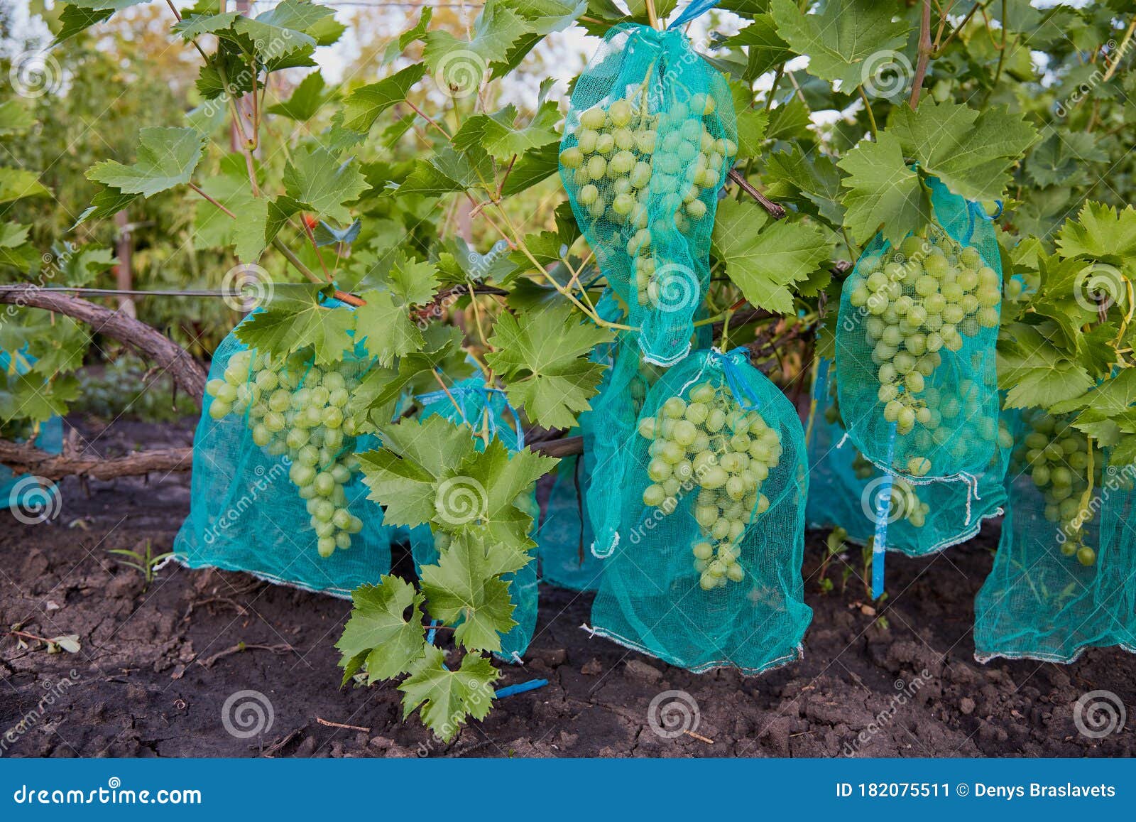 Protection of Bunches of Grapes with a Net, from Pests and Insects of ...