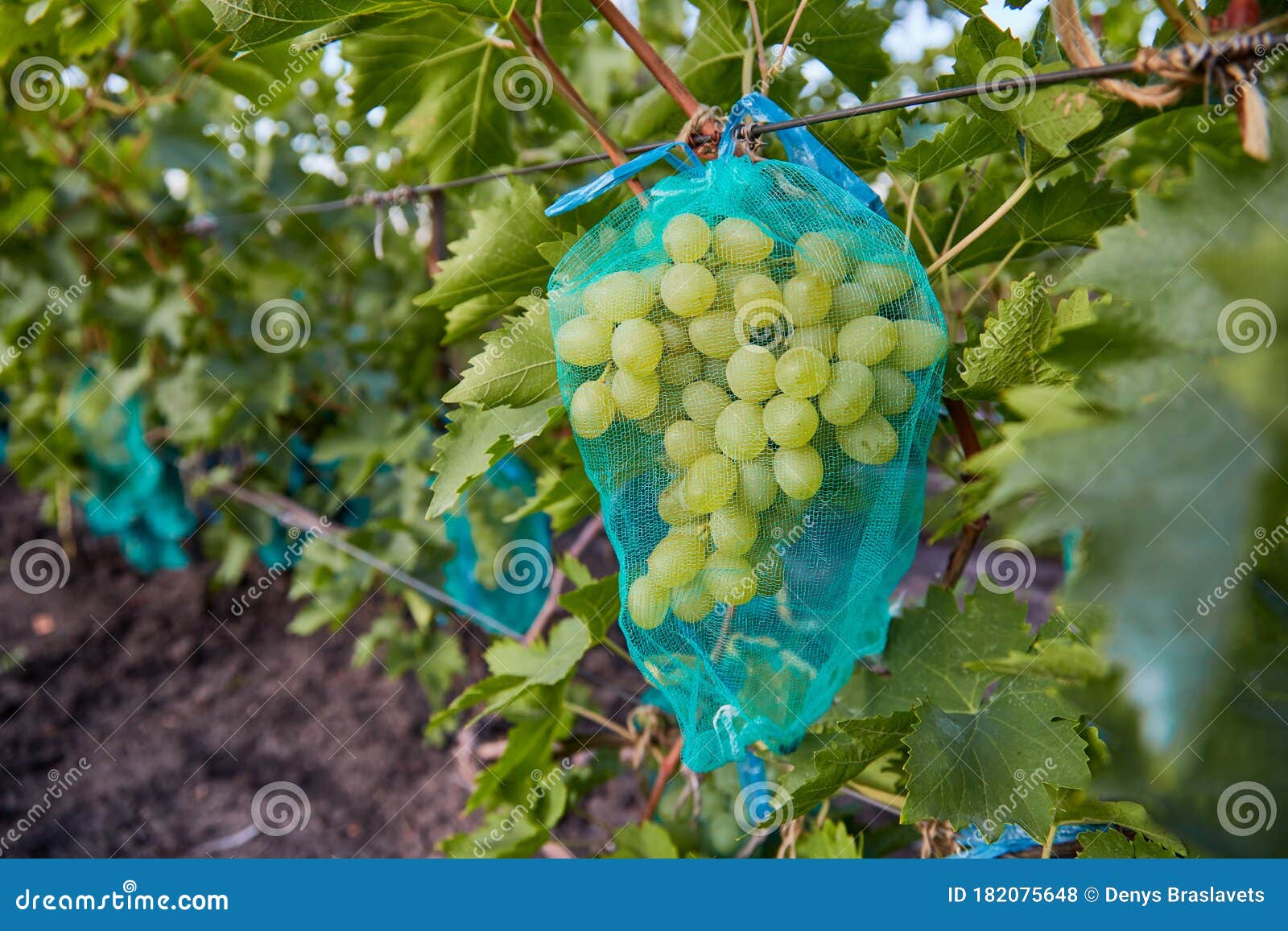 Protection of Bunches of Grapes with a Net, from Pests and Insects of ...