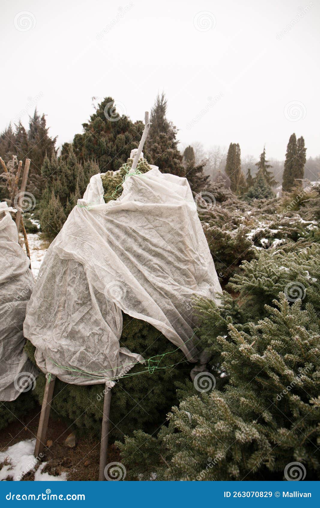 Structure for Storing the Shape of Conifers Stock Image - Image of ...