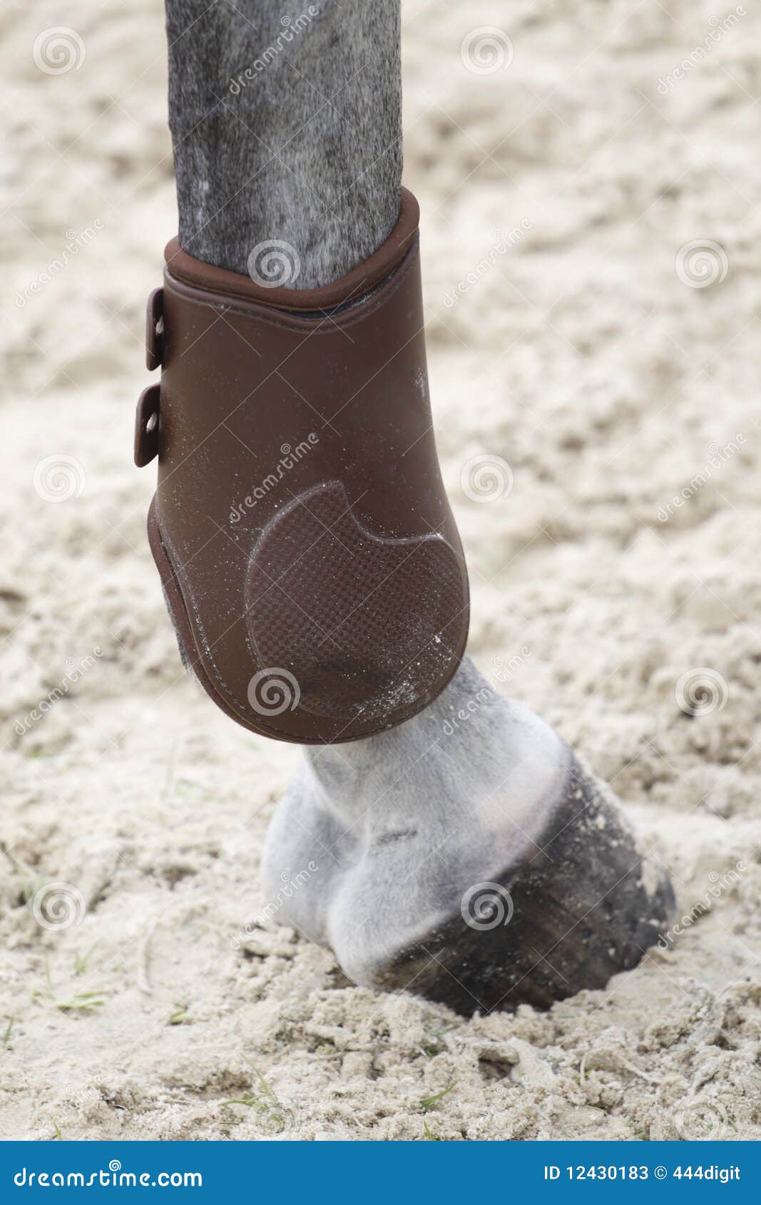 Protection De Boulet Pour Le Cheval Image stock - Image du protection ...