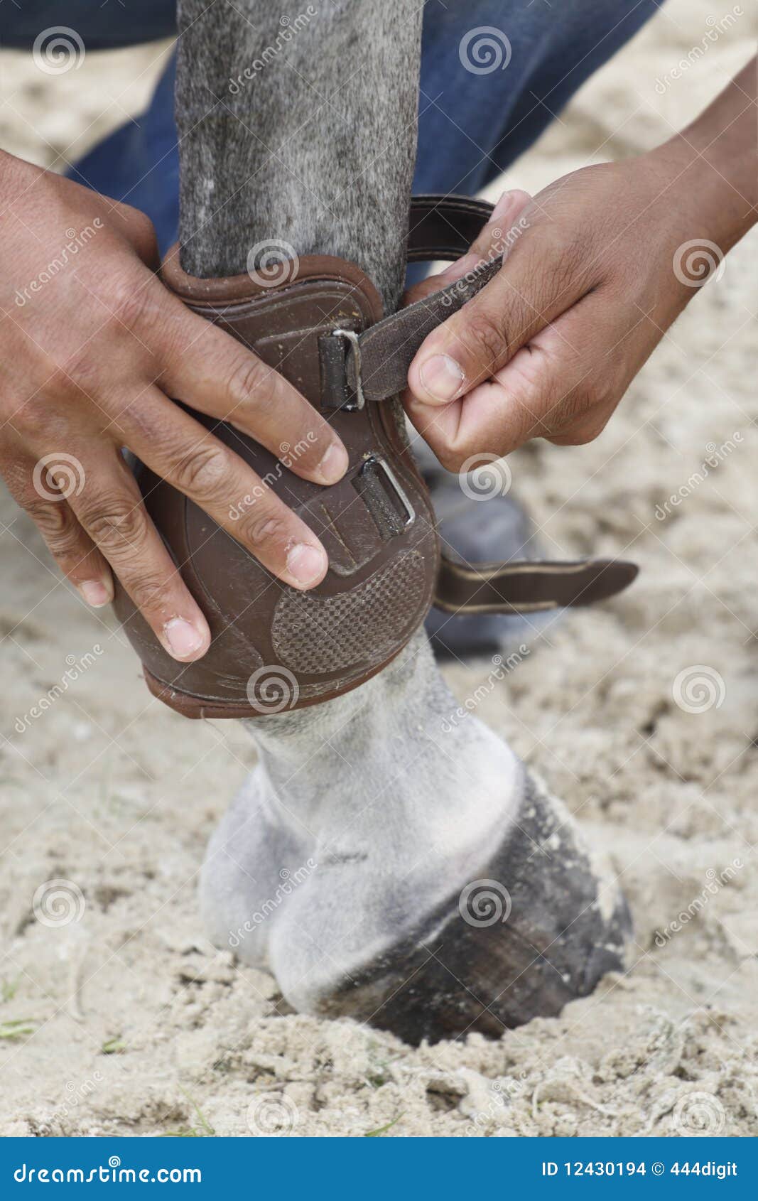 Protection De Boulet Pour Le Cheval Photo stock - Image du blanc ...