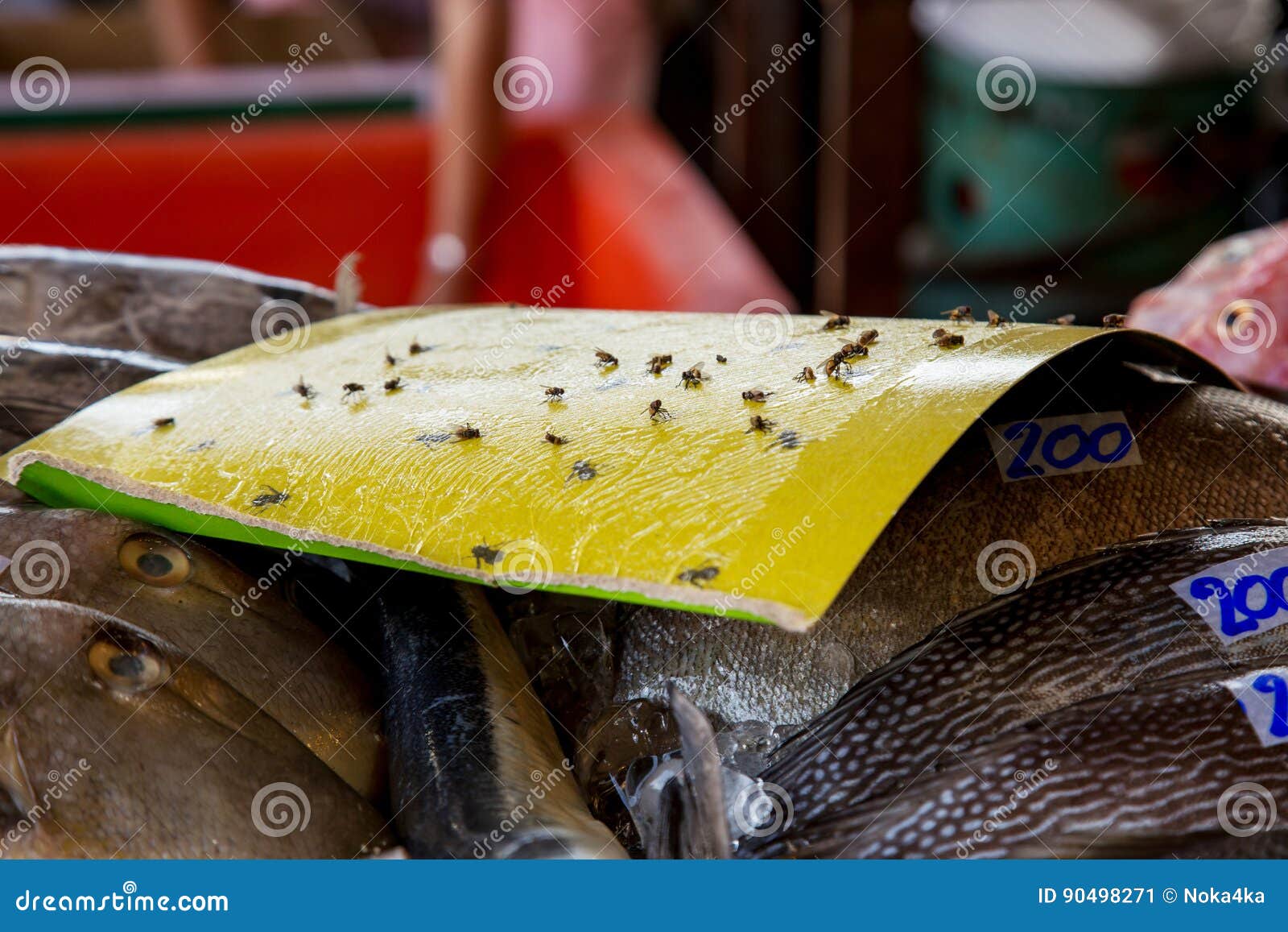 Protection from Flies on Food Stock Image - Image of flies, danger ...