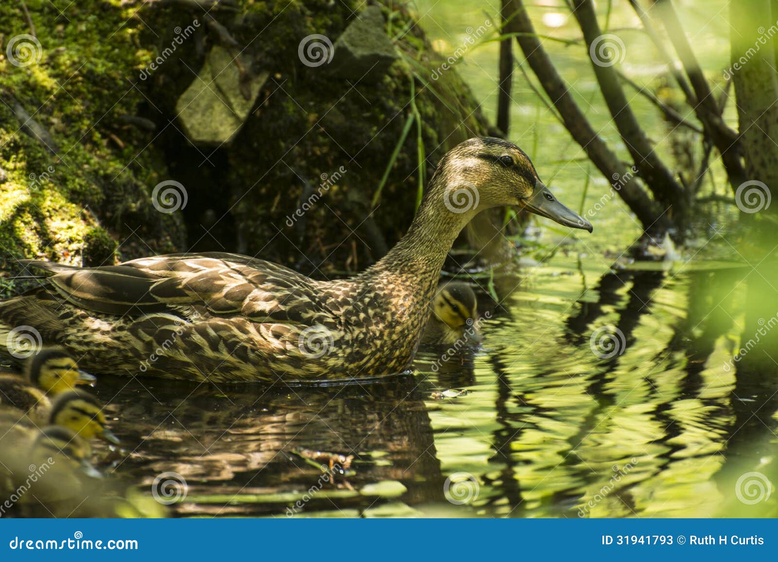 Protection stock image. Image of lines, water, mallard - 31941793