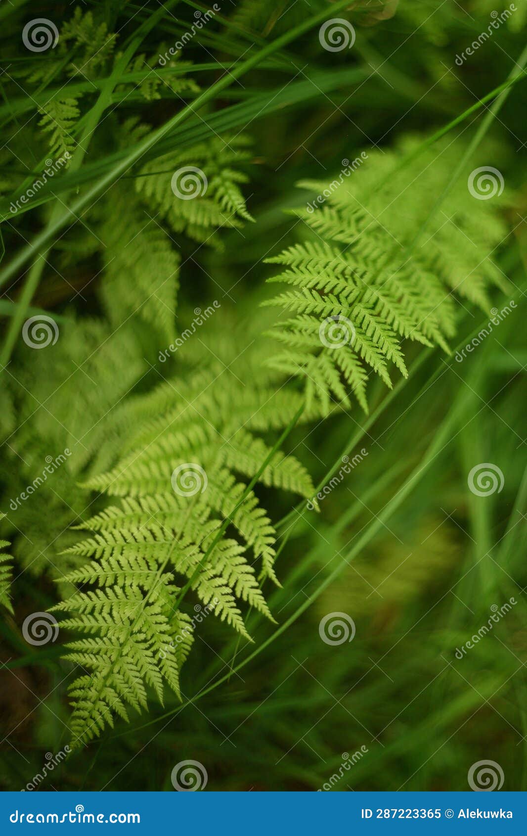 Protection of Nature, Summer Green Forest in the Rain, Forest Nature ...