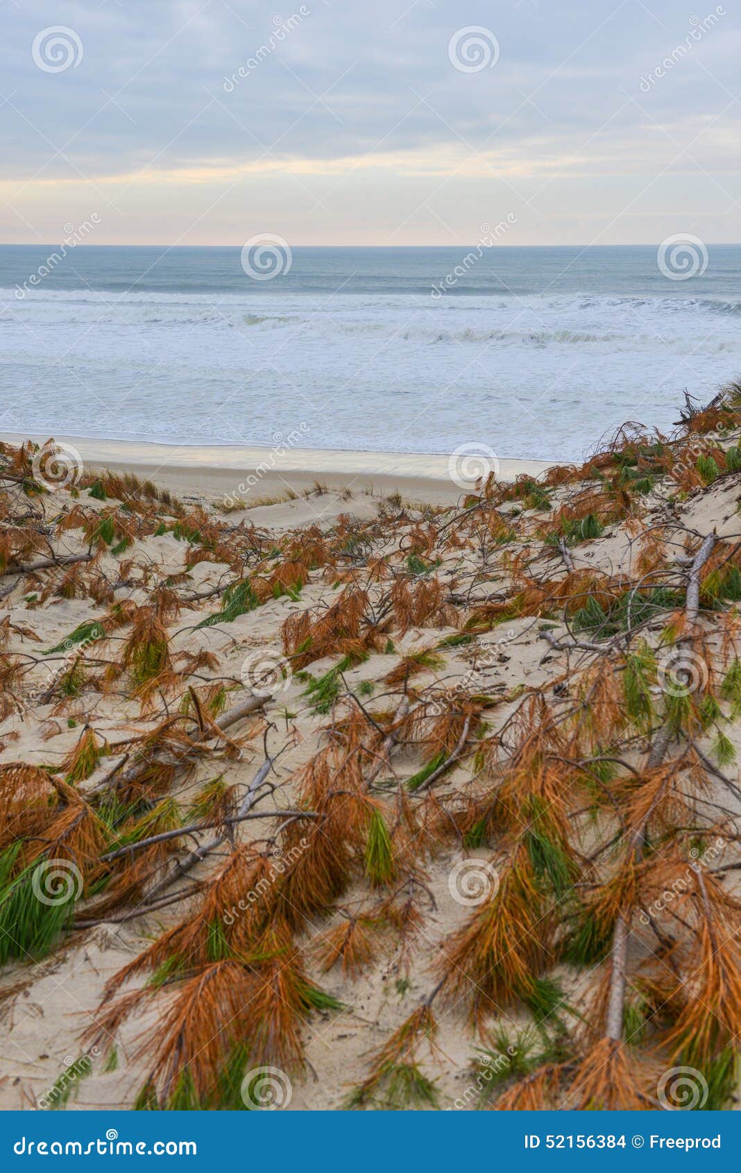 Protection of sand dunes stock photo. Image of wind, horizontal - 52156384