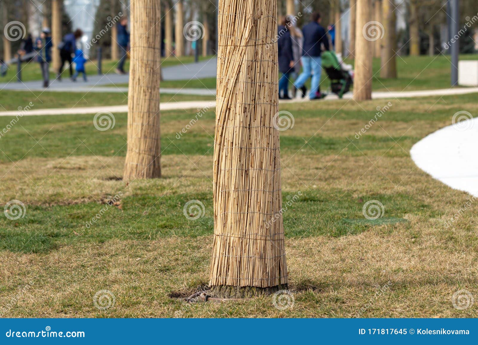 Protection of a Tree Trunk from Frost. Preparing for the Winter. Stock ...
