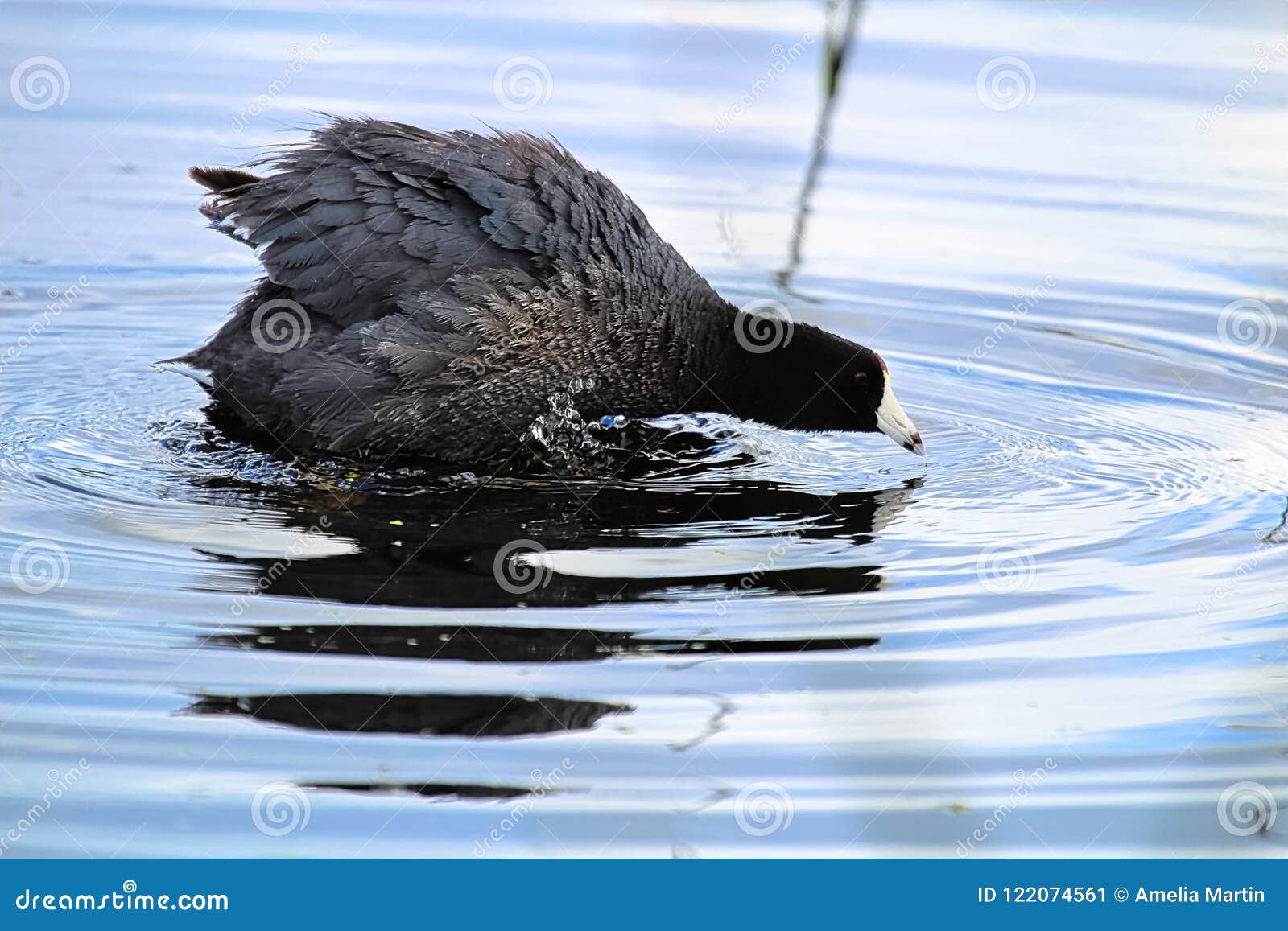 A Protective American Coot Doing a Warning Display Stock Image - Image ...