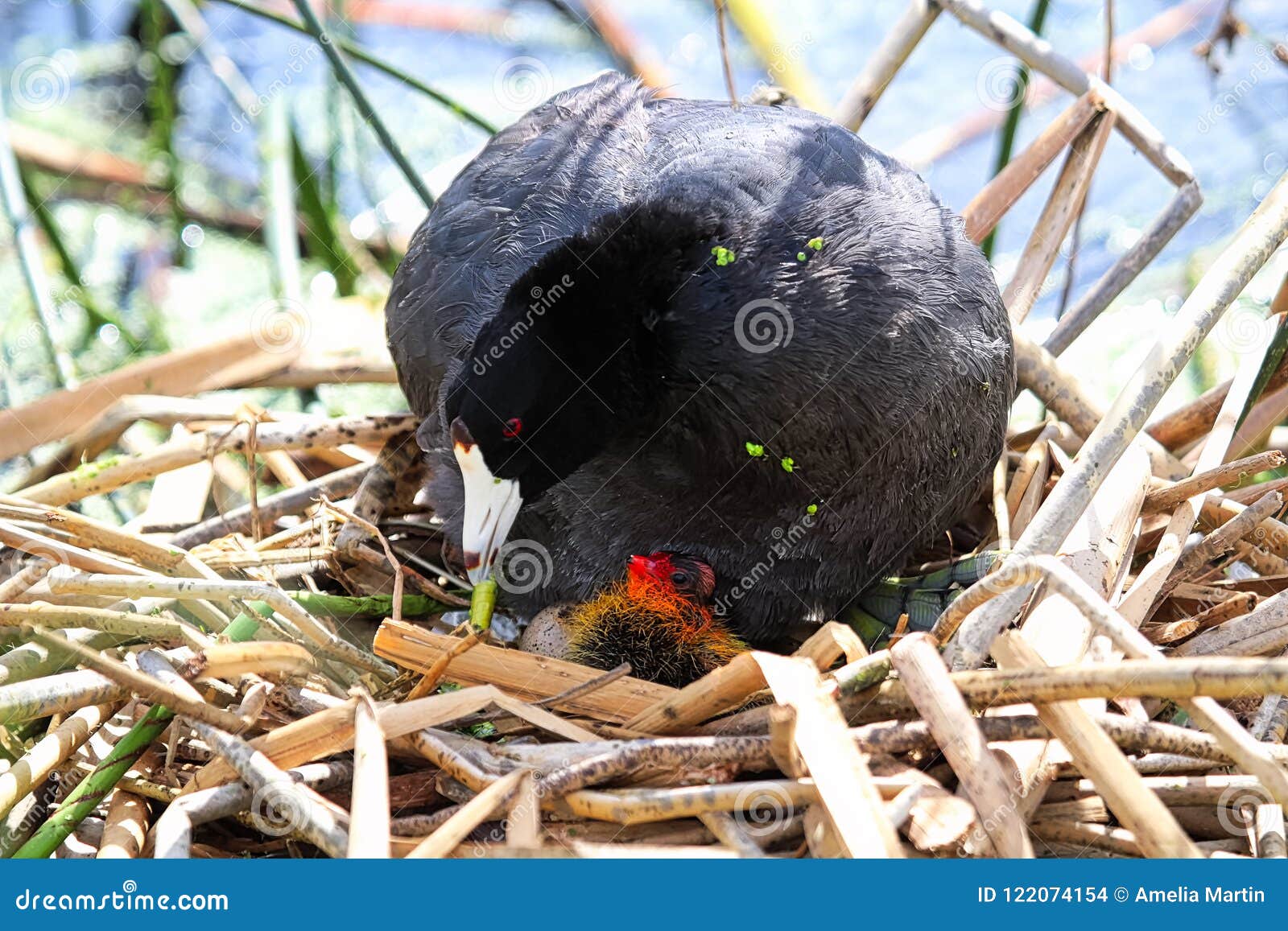 A Protective American Coot and Newly Hatched Chick Stock Photo - Image ...
