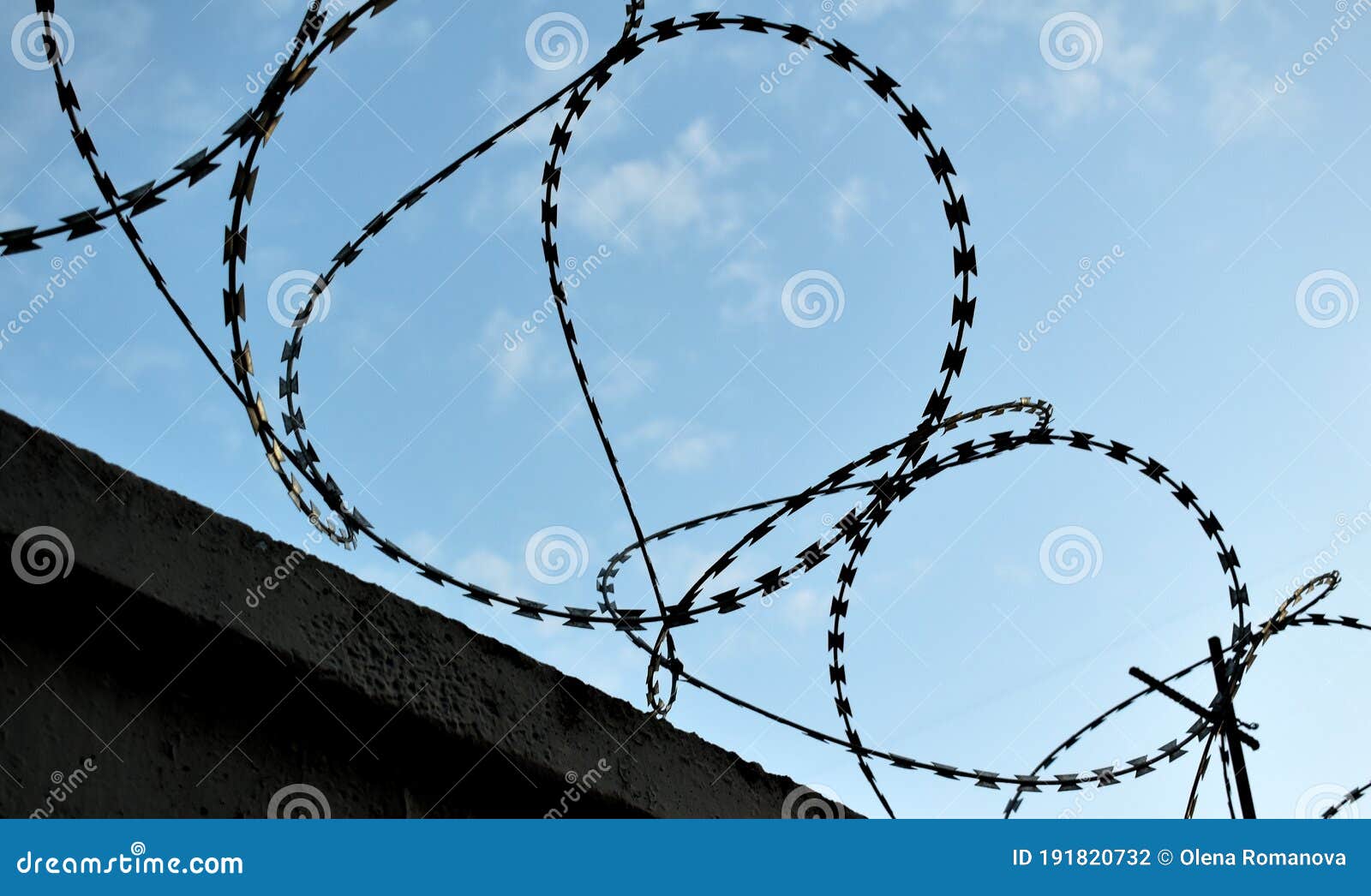 Protective Barbed Wire with Sharp Teeth on the Fence Stock Photo ...
