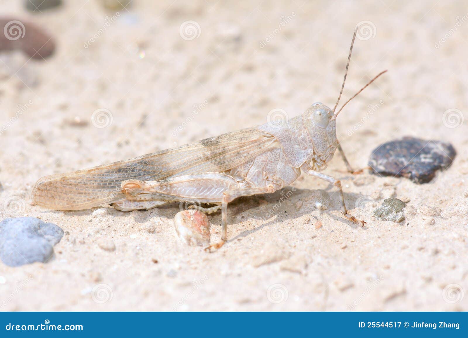 Protective coloration stock image. Image of locust, camouflage - 25544517