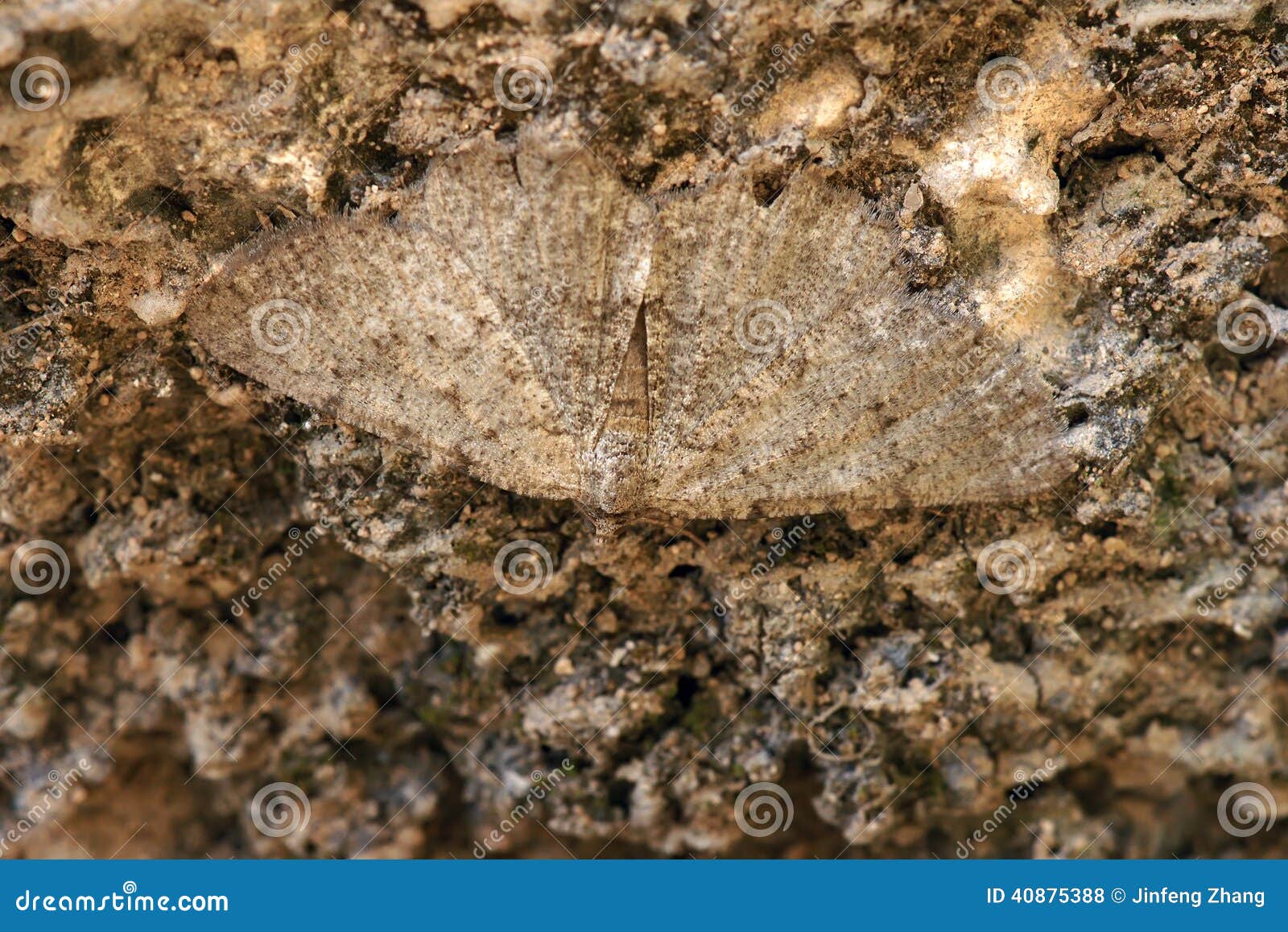 Protective coloring stock photo. Image of crypsis, protective - 40875388