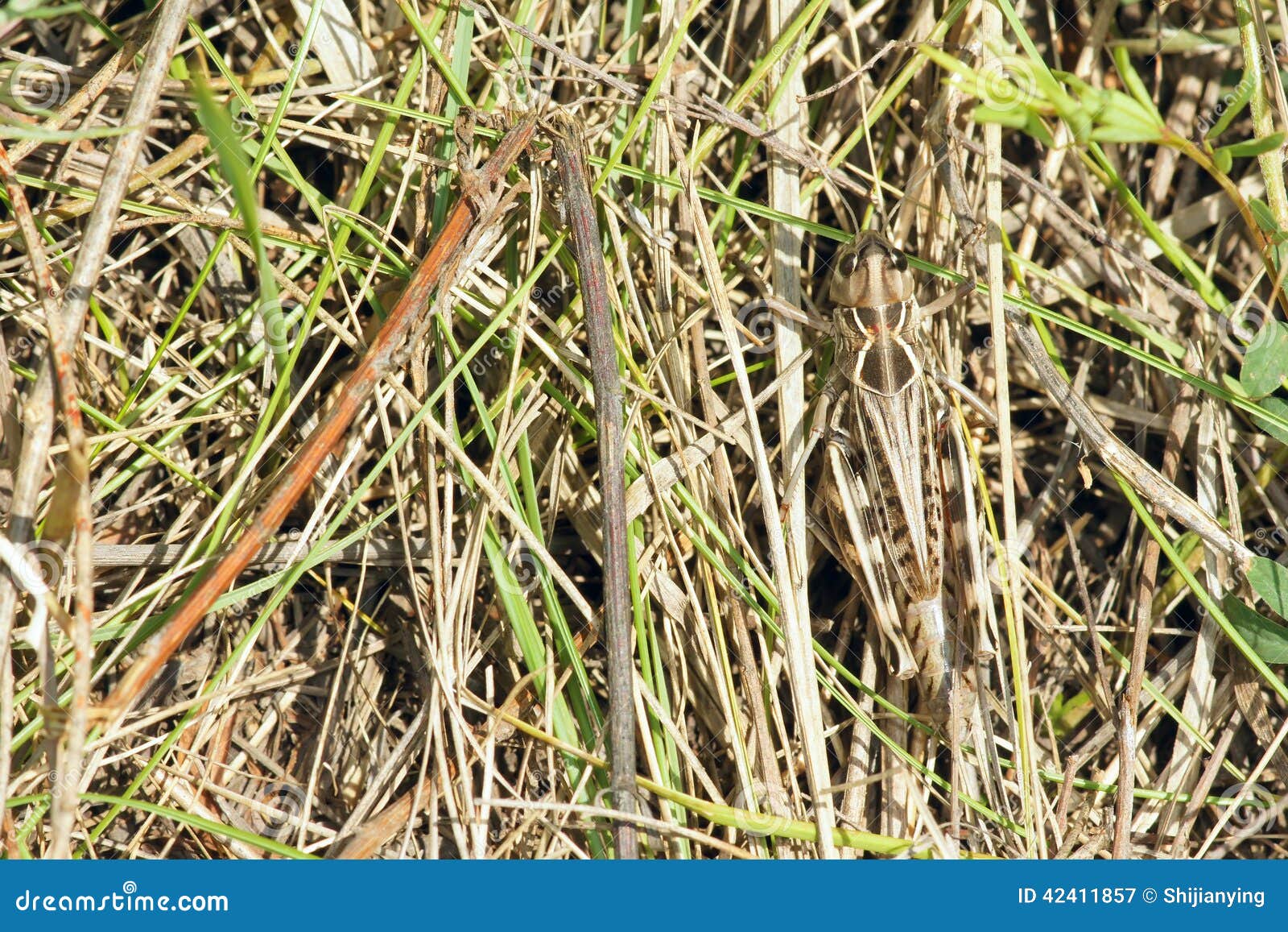 Protective colouration stock image. Image of cryptic - 42411857