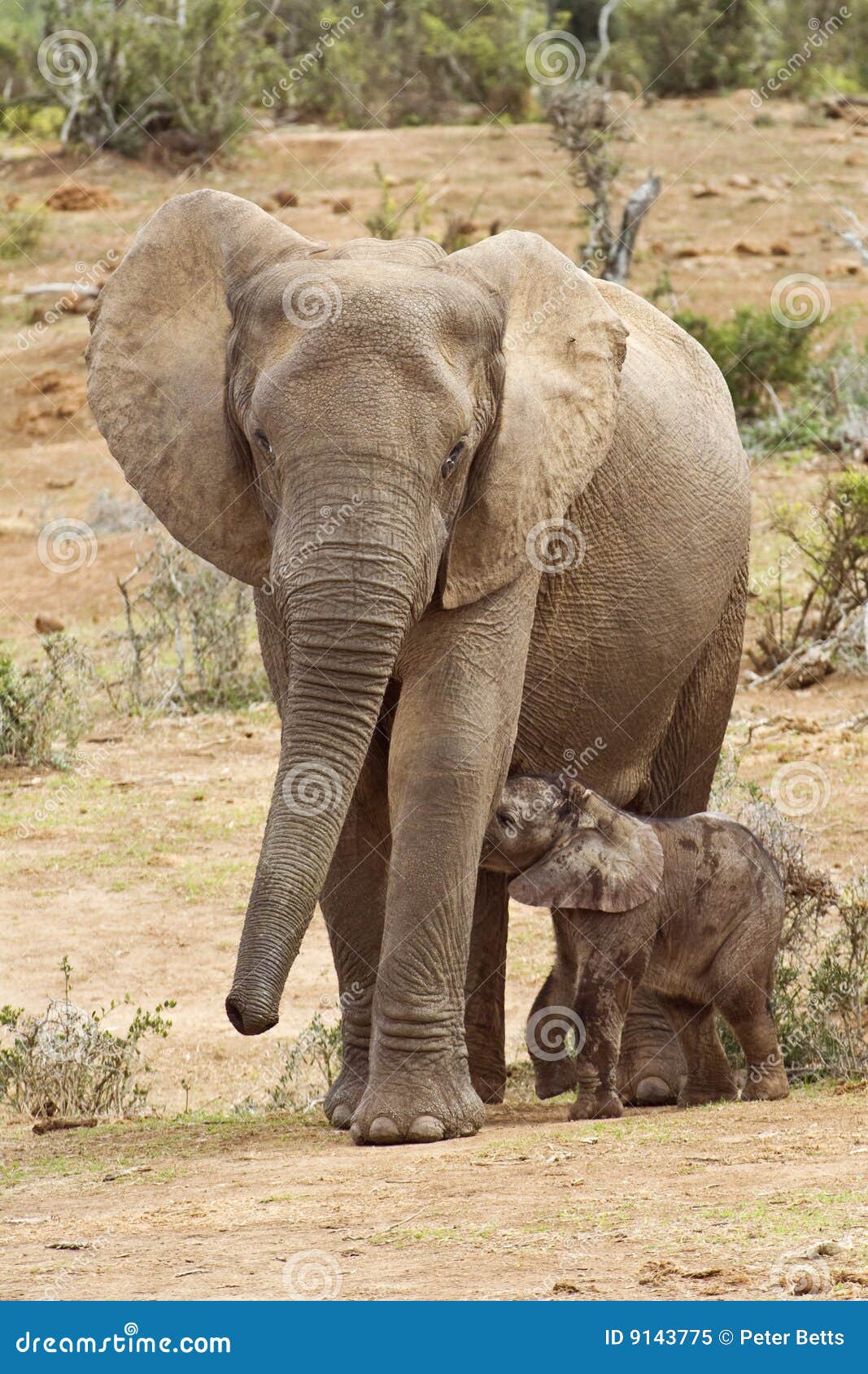 Protective Elephant Mother stock image. Image of pachyderm - 9143775