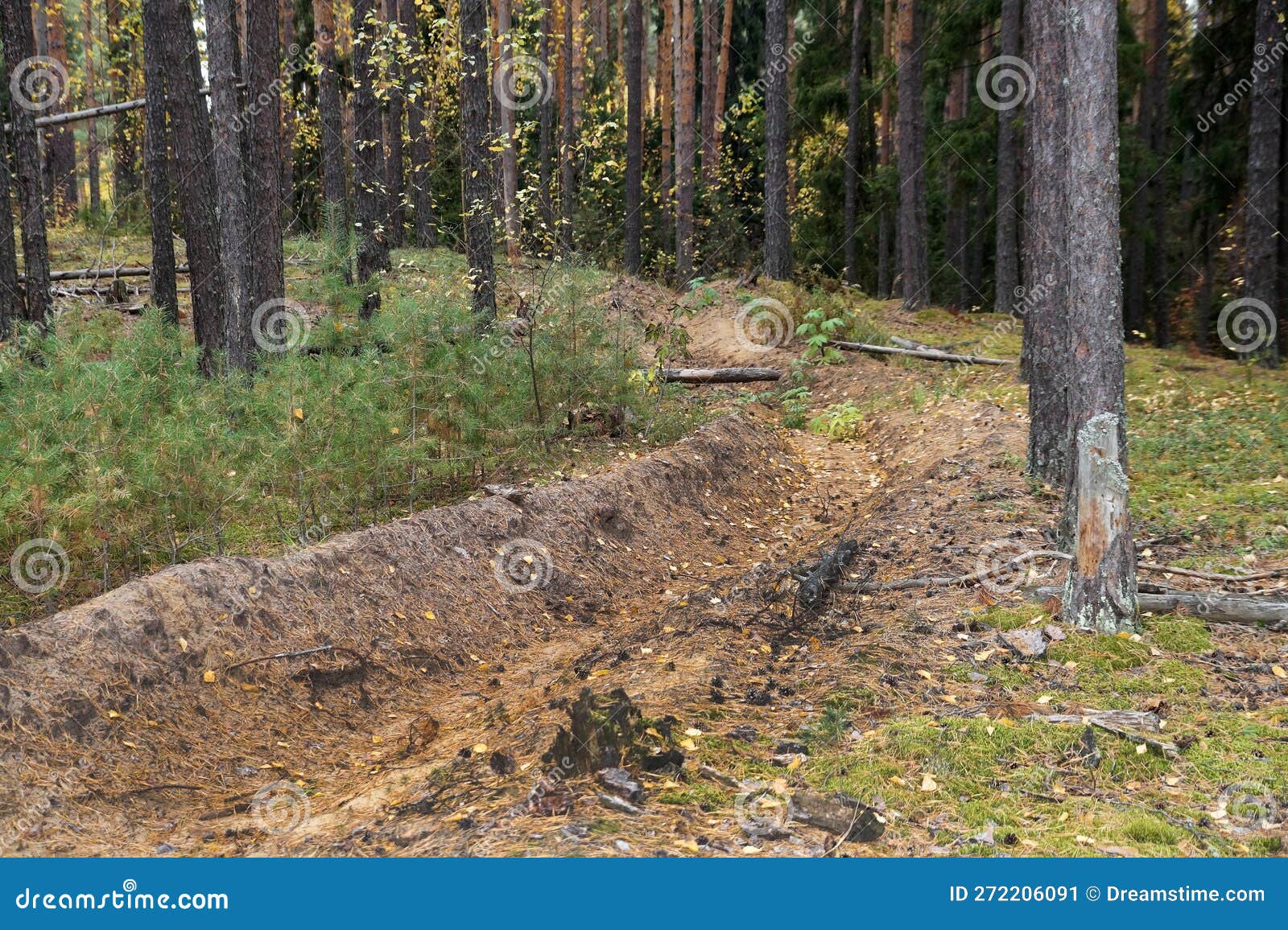 Protective Fire Moat in a Pine Forest Stock Image - Image of autumn ...