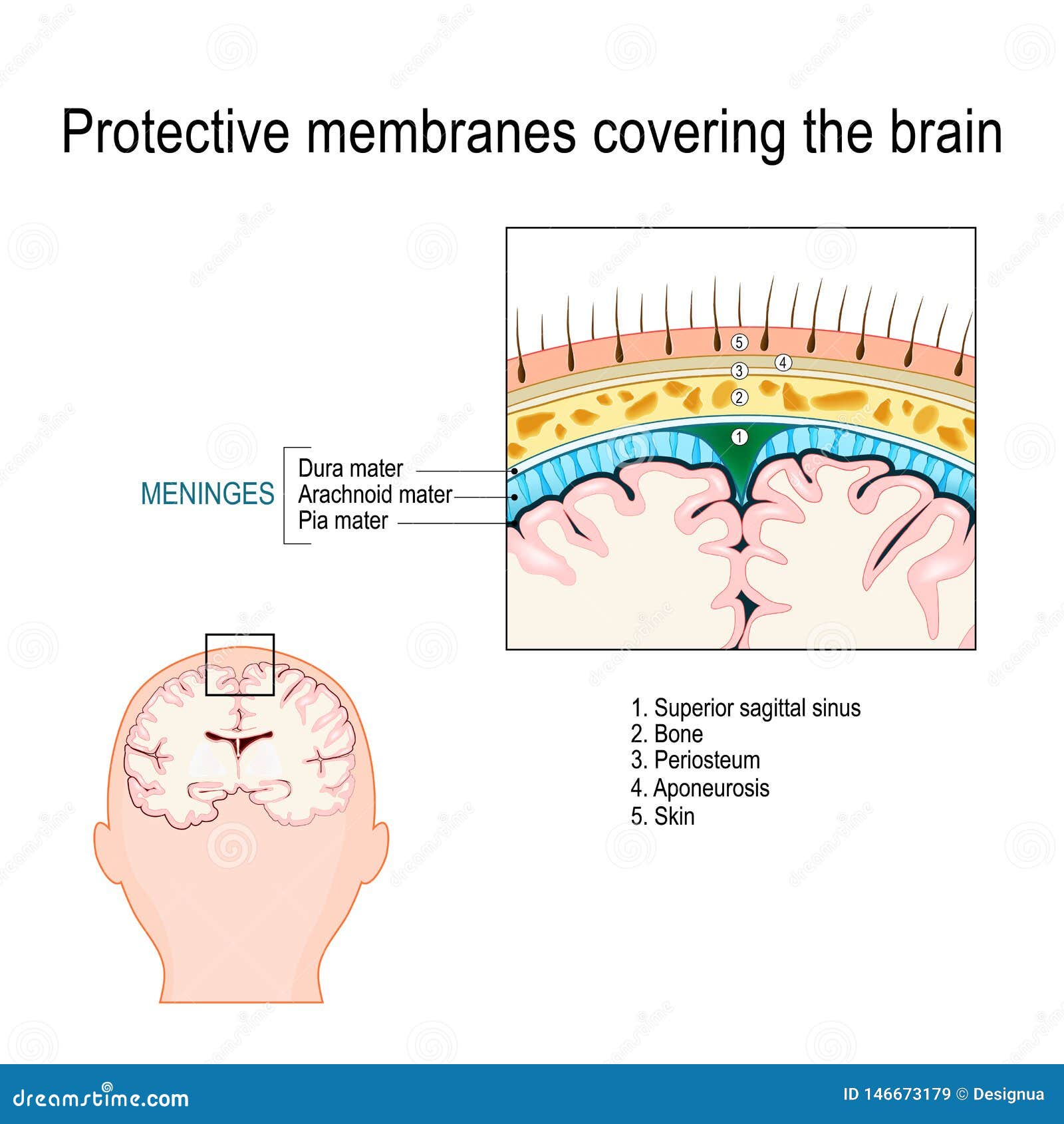Meninges Cartoons Illustrations And Vector Stock Images 313 Pictures To Download From