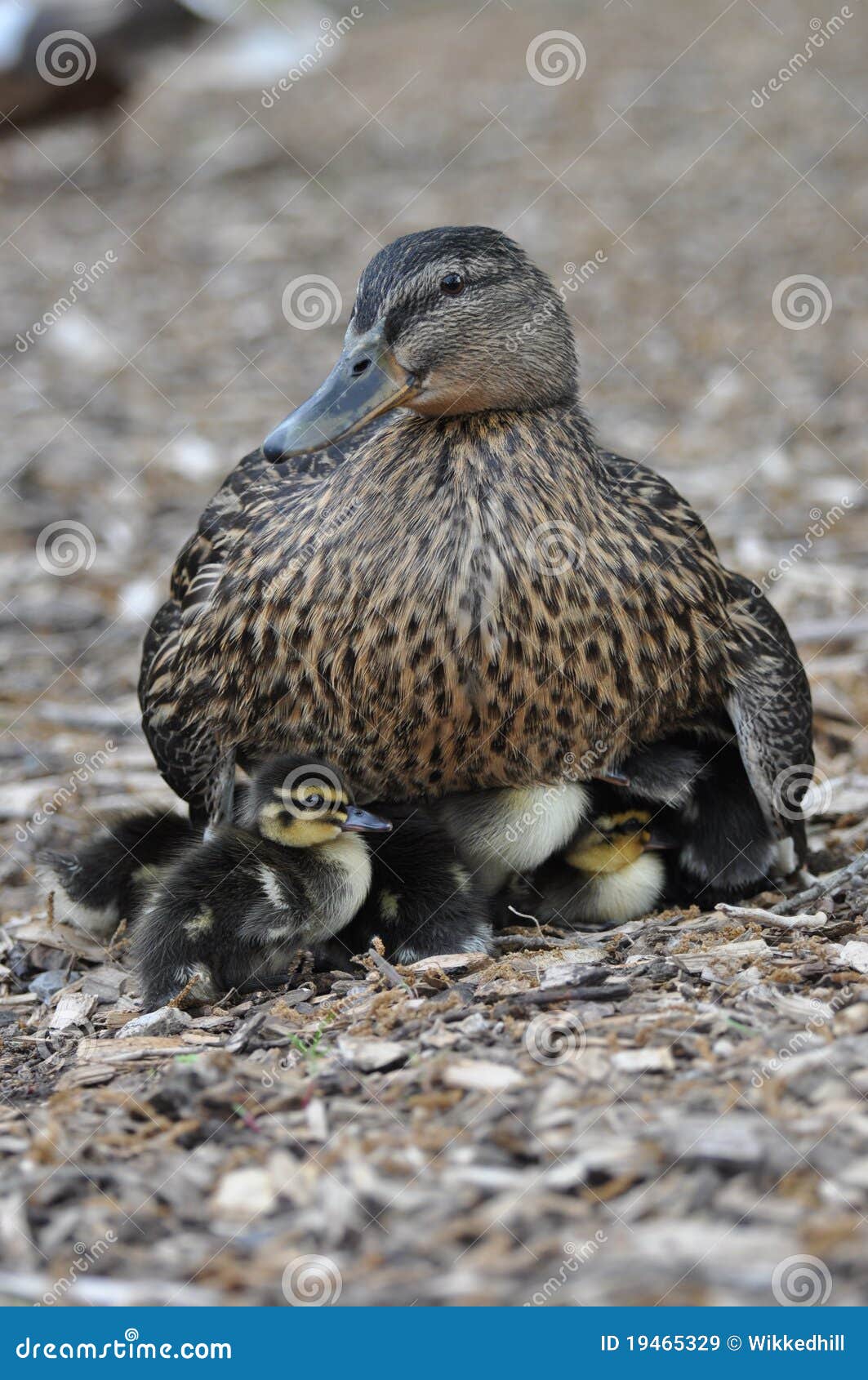 Protective Mother stock image. Image of nest, safety - 19465329