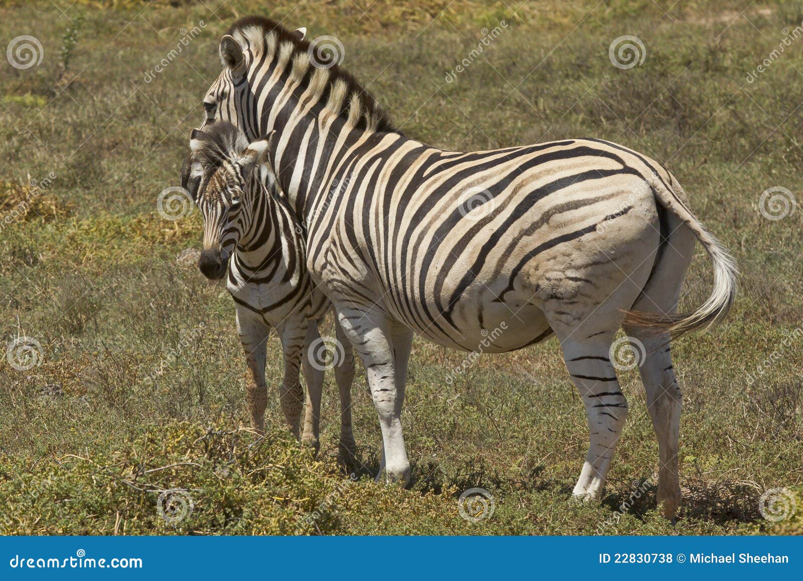 Protective mother stock photo. Image of africa, head - 22830738