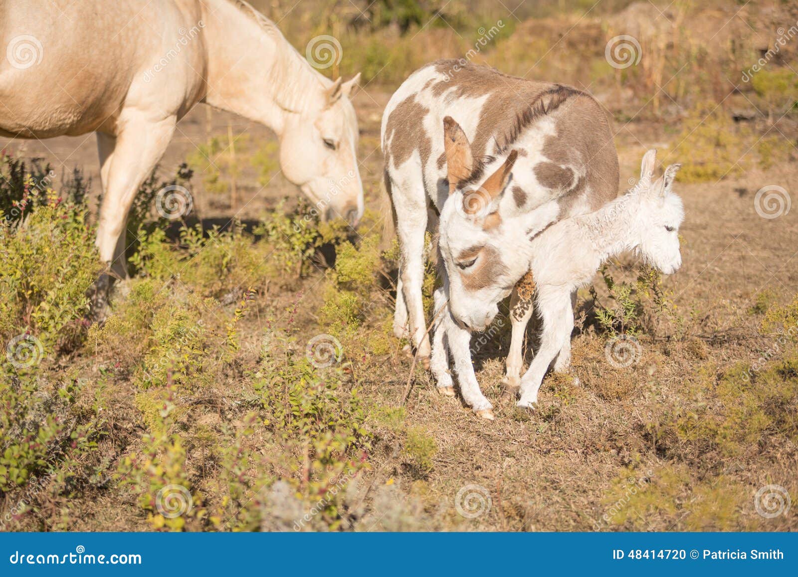 Protective Mother Miniature Donkey Stock Photo - Image of protective ...